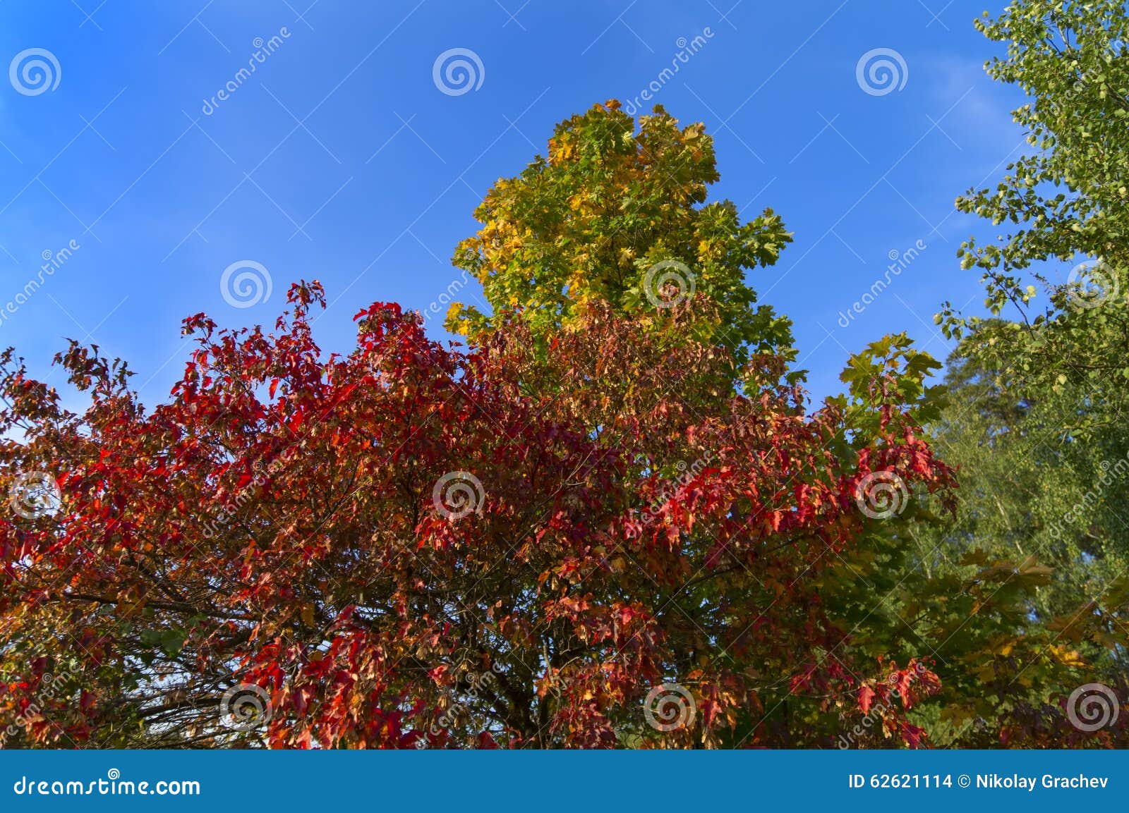 Red Branches of Maple stock photo. Image of garden, europe - 62621114