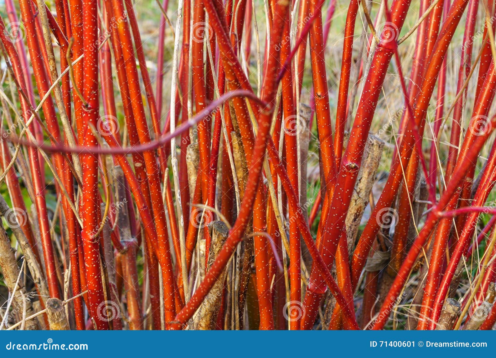 Red branches stock image. Image of organic, forest, plant - 71400601