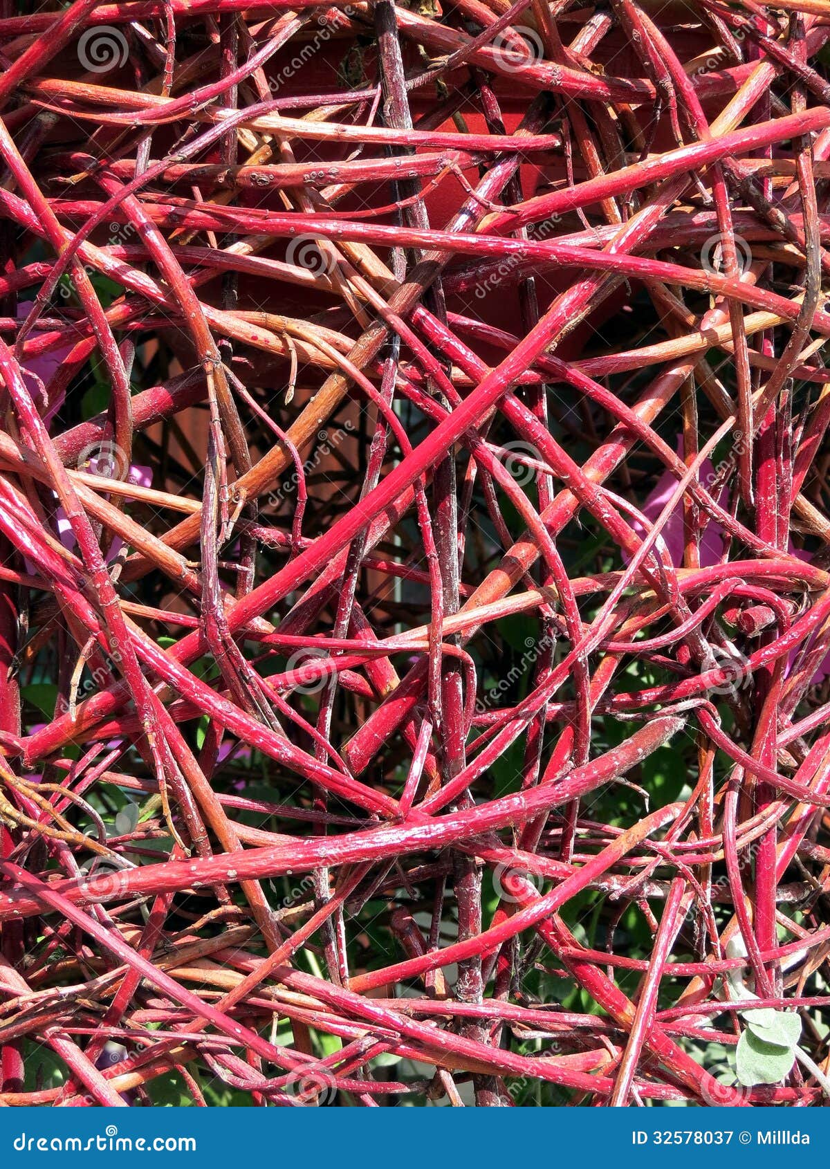 Red branches stock image. Image of flora, closeup, color - 32578037