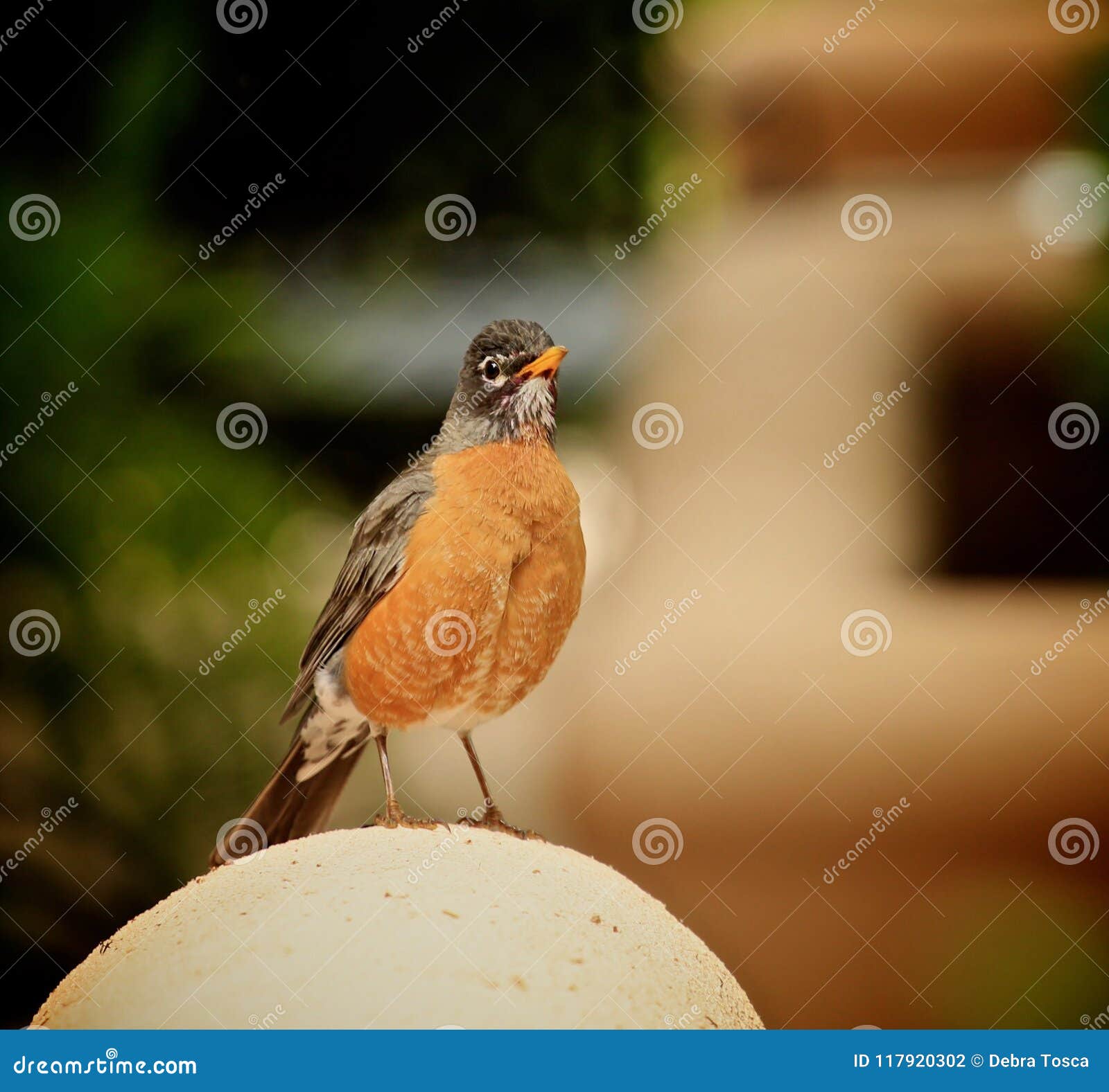 Robin bird stock photo. Image of robin, bird, black - 117920302