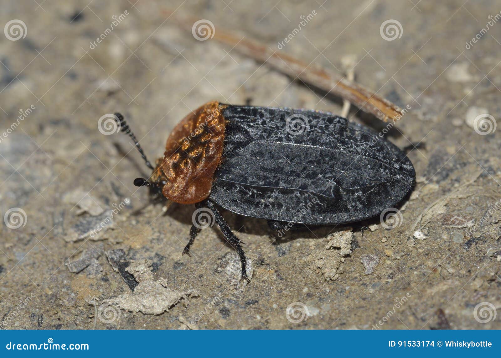 Red-breasted Carrion Beetle Stock Photo - Image of insect, antennae ...