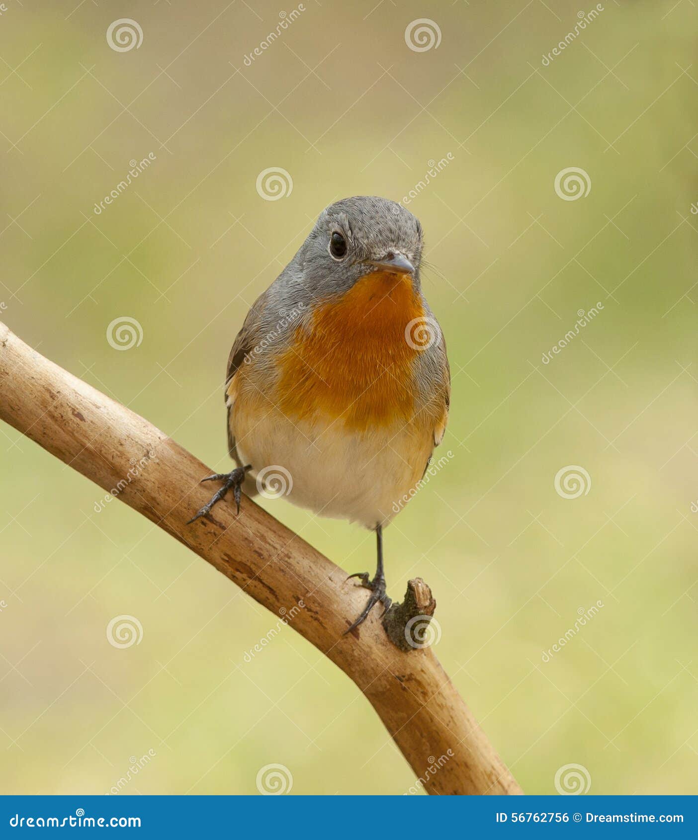 Red-breasted Flycatcher (Ficedula Parva) Stock Photo - Image of birds ...