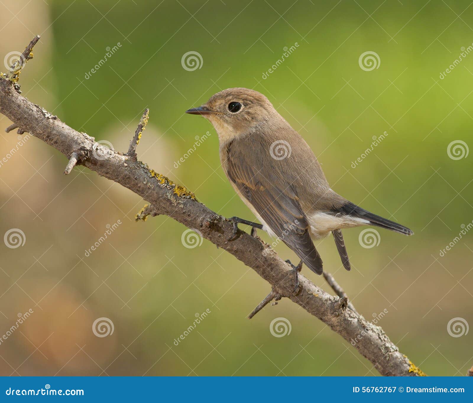 Red-breasted Flycatcher (Ficedula Parva) Stock Image - Image of backed ...