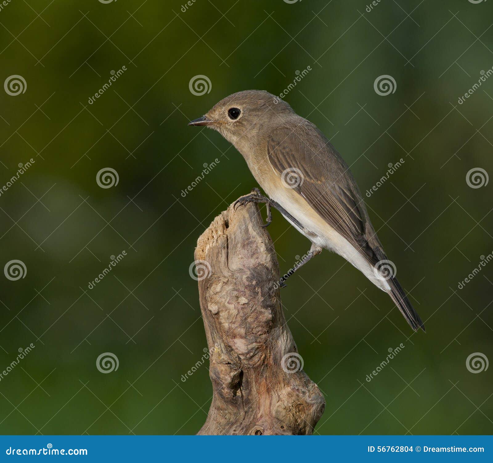 Red-breasted Flycatcher (Ficedula Parva) Stock Photo - Image of avian ...
