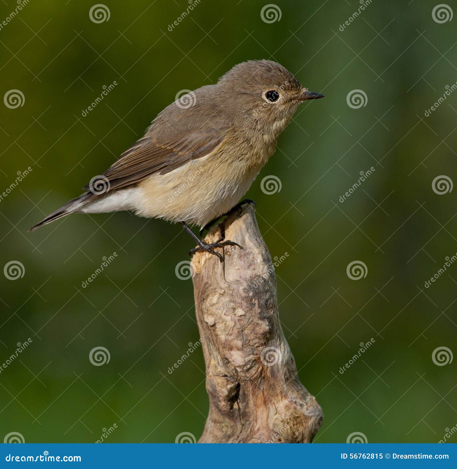 Red-breasted Flycatcher (Ficedula Parva) Stock Image - Image of ...