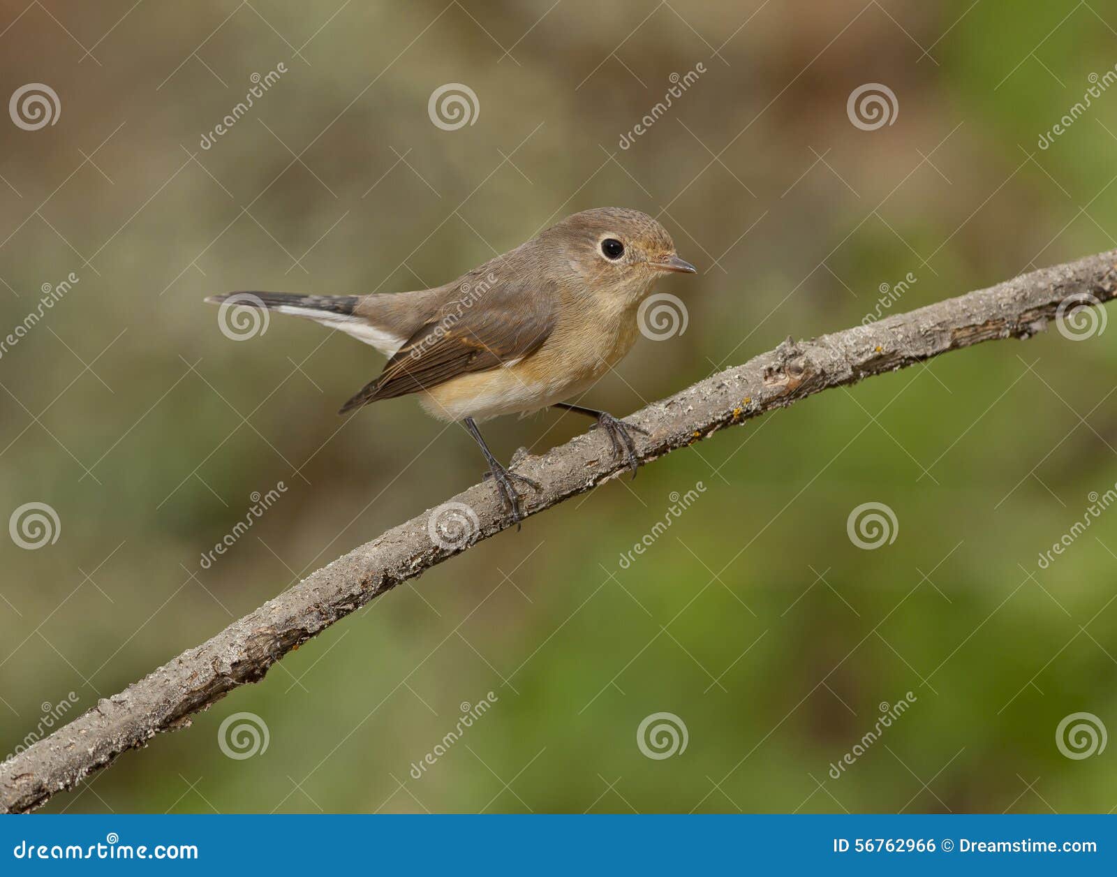 Red-breasted Flycatcher (Ficedula Parva) Stock Photo - Image of ...