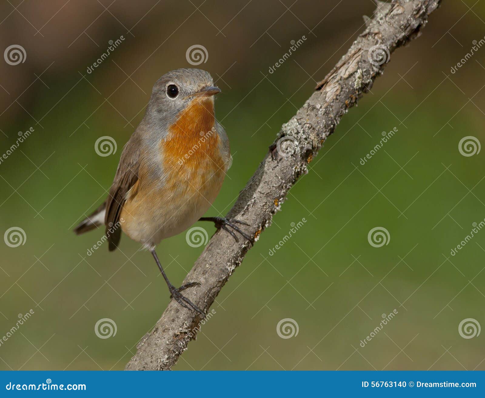Red-breasted Flycatcher (Ficedula Parva) Stock Photo - Image of avian ...