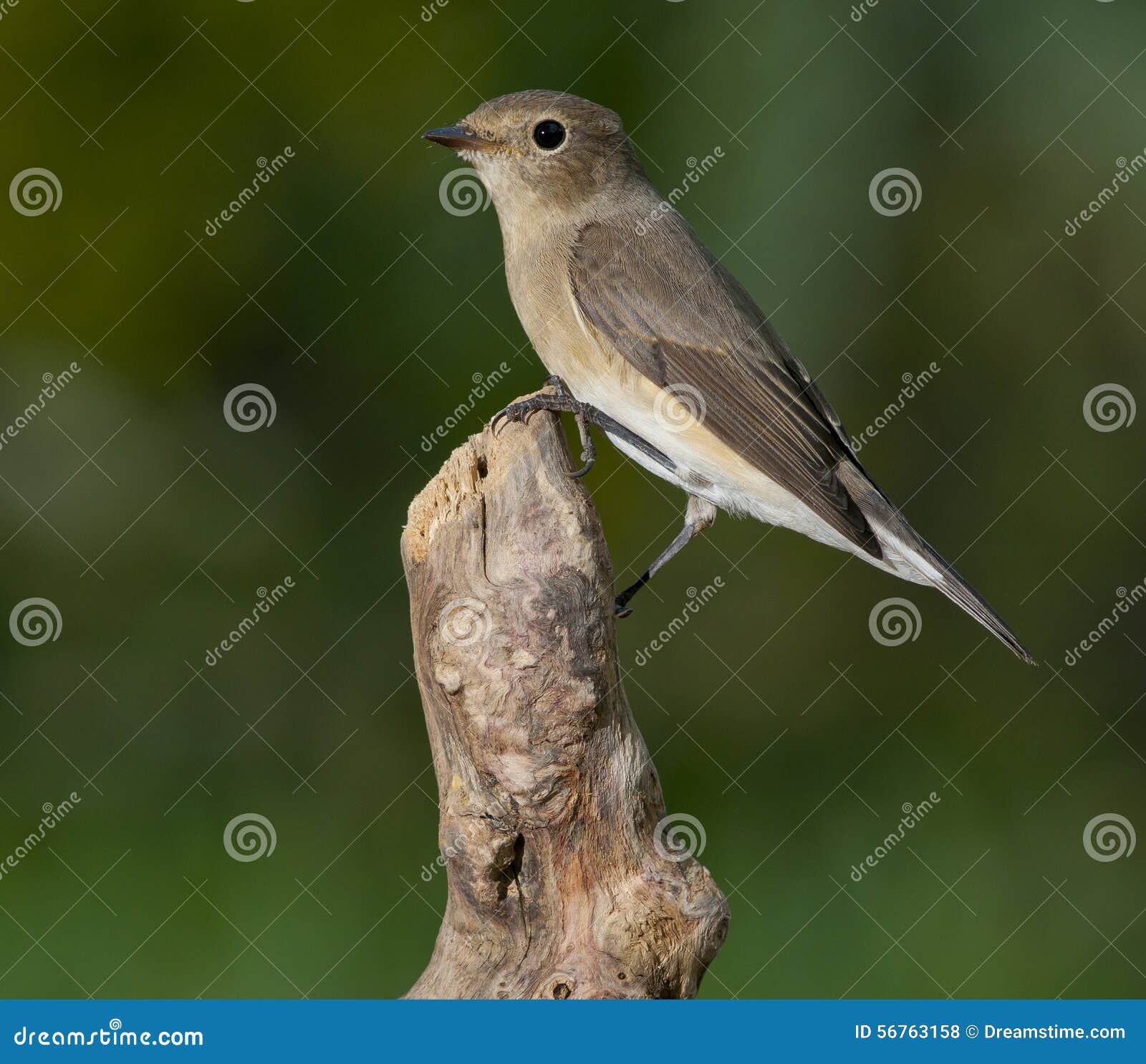 Red-breasted Flycatcher (Ficedula Parva) Stock Photo - Image of natural ...