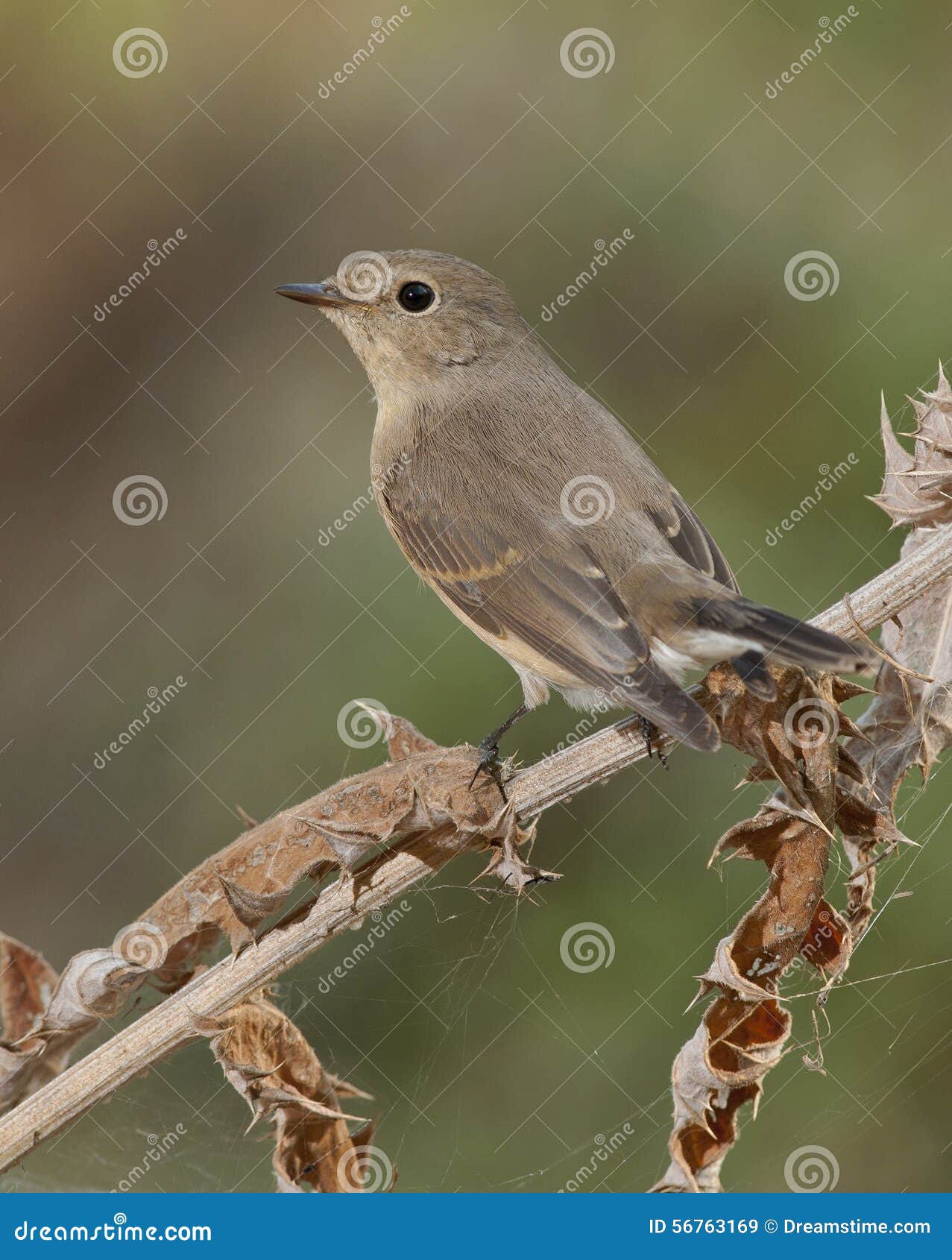 Red-breasted Flycatcher (Ficedula Parva) Stock Image - Image of animals ...