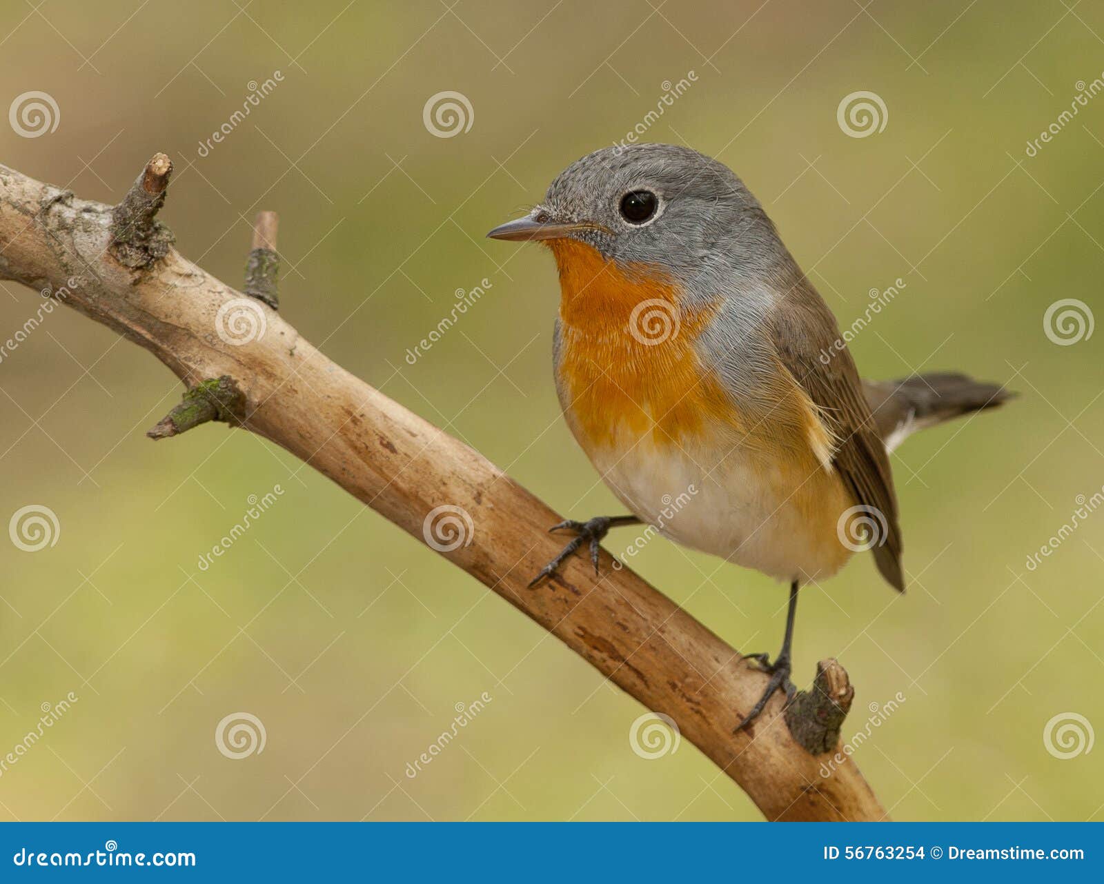Red-breasted Flycatcher (Ficedula Parva) Stock Photo - Image of parva ...