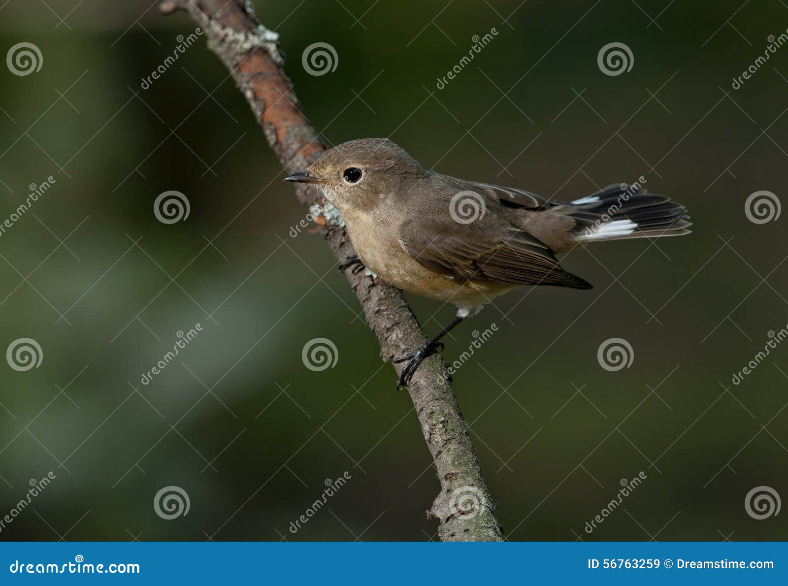 Red-breasted Flycatcher (Ficedula Parva) Stock Image - Image of branch ...
