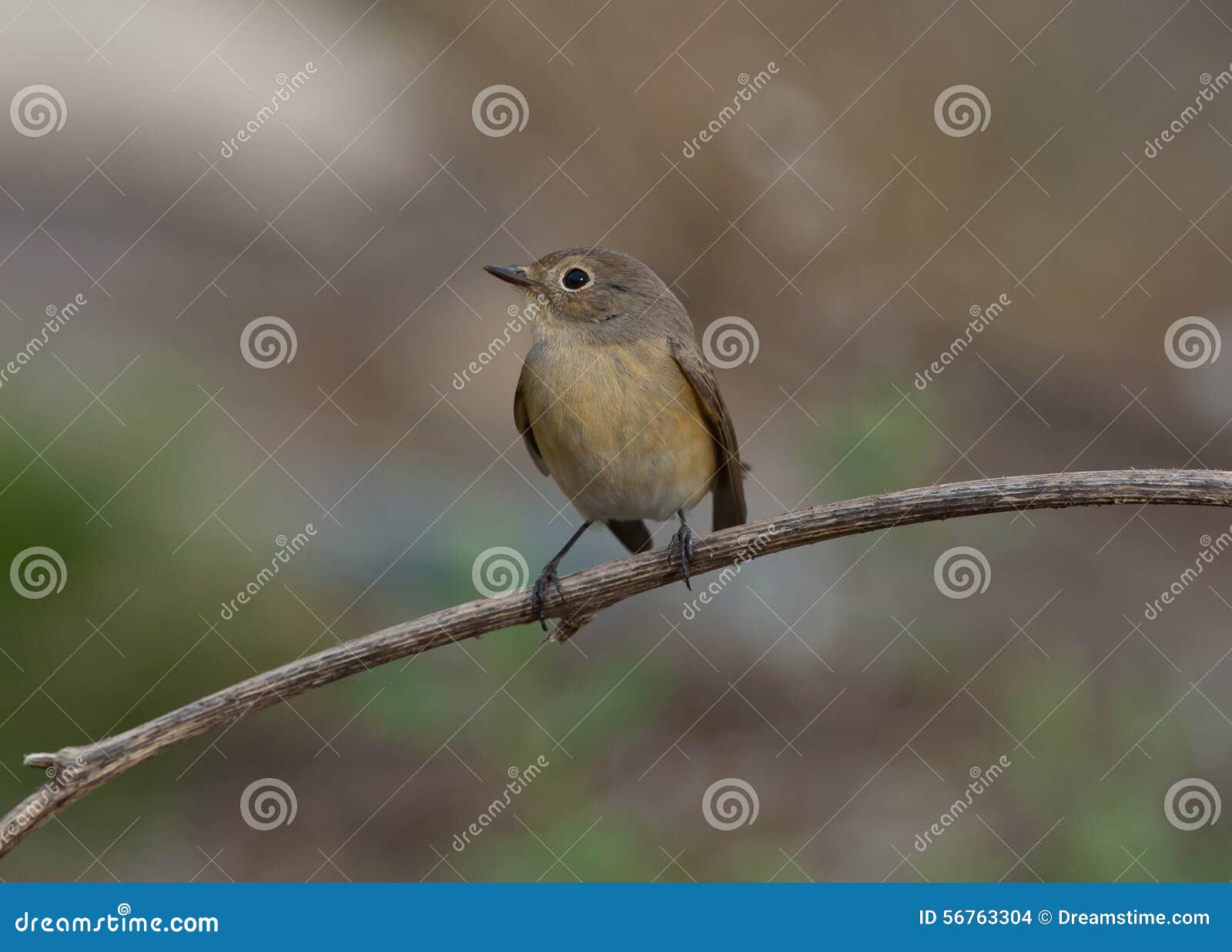 Red-breasted Flycatcher (Ficedula Parva) Stock Photo - Image of single ...