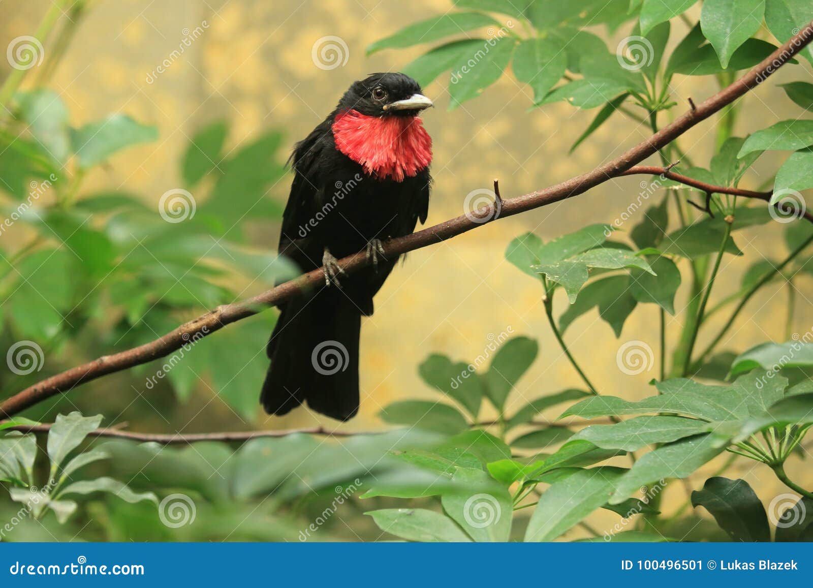 Red-breasted fruitcrow stock image. Image of bird, nature - 100496501