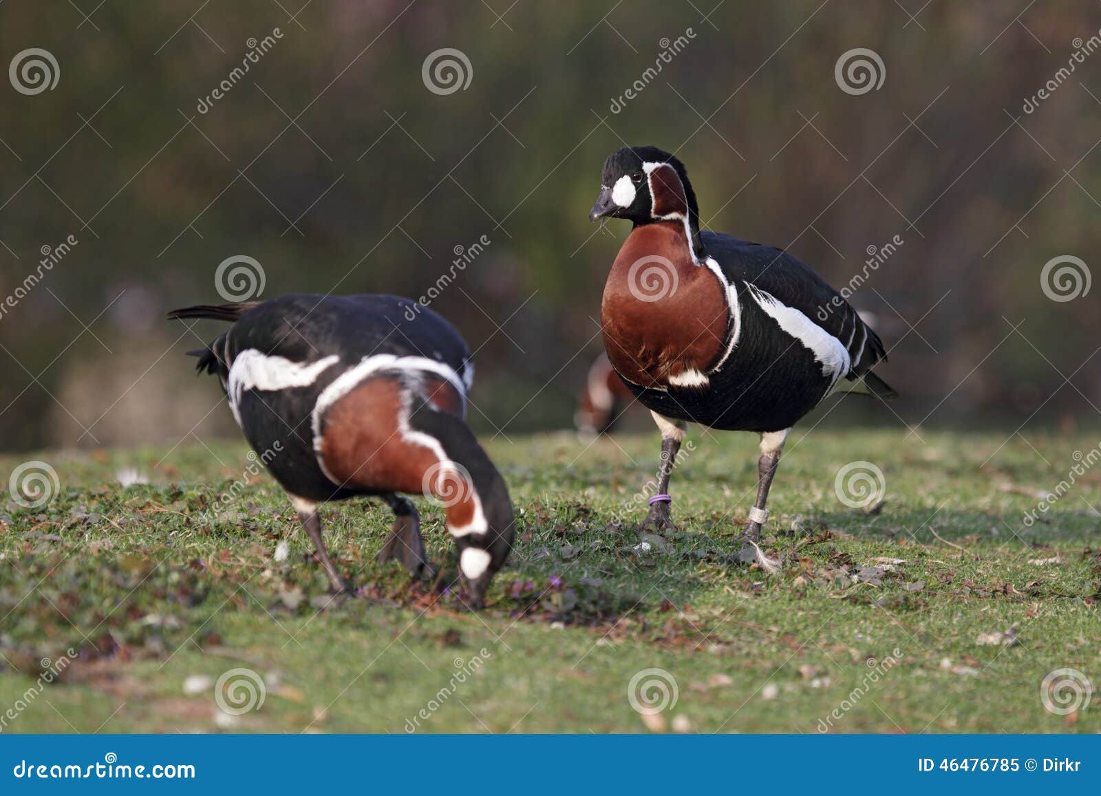 Red-breasted Geese (Branta Ruficollis) Stock Image - Image of white ...