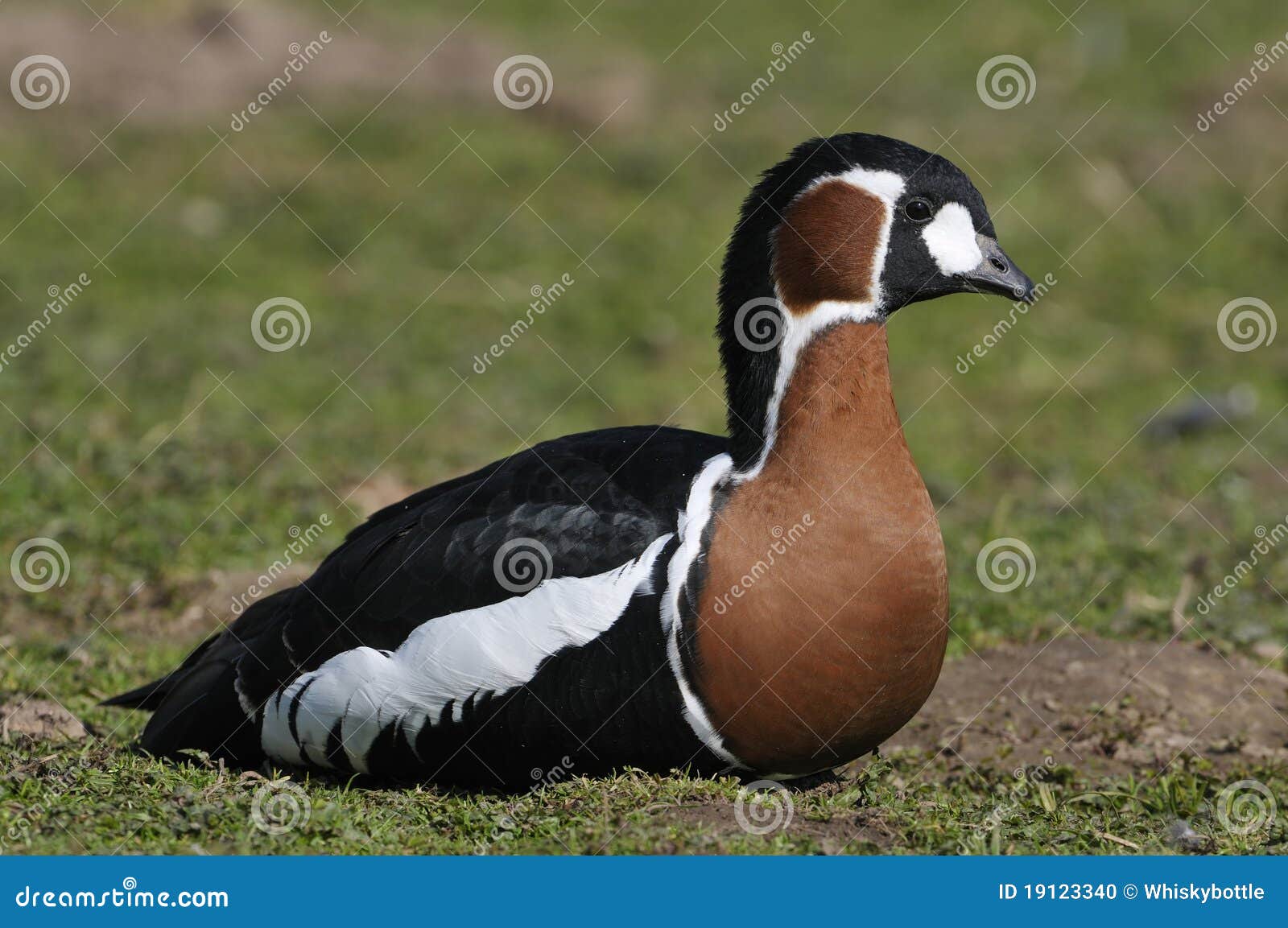 Red-breasted Goose stock photo. Image of branta, black - 19123340