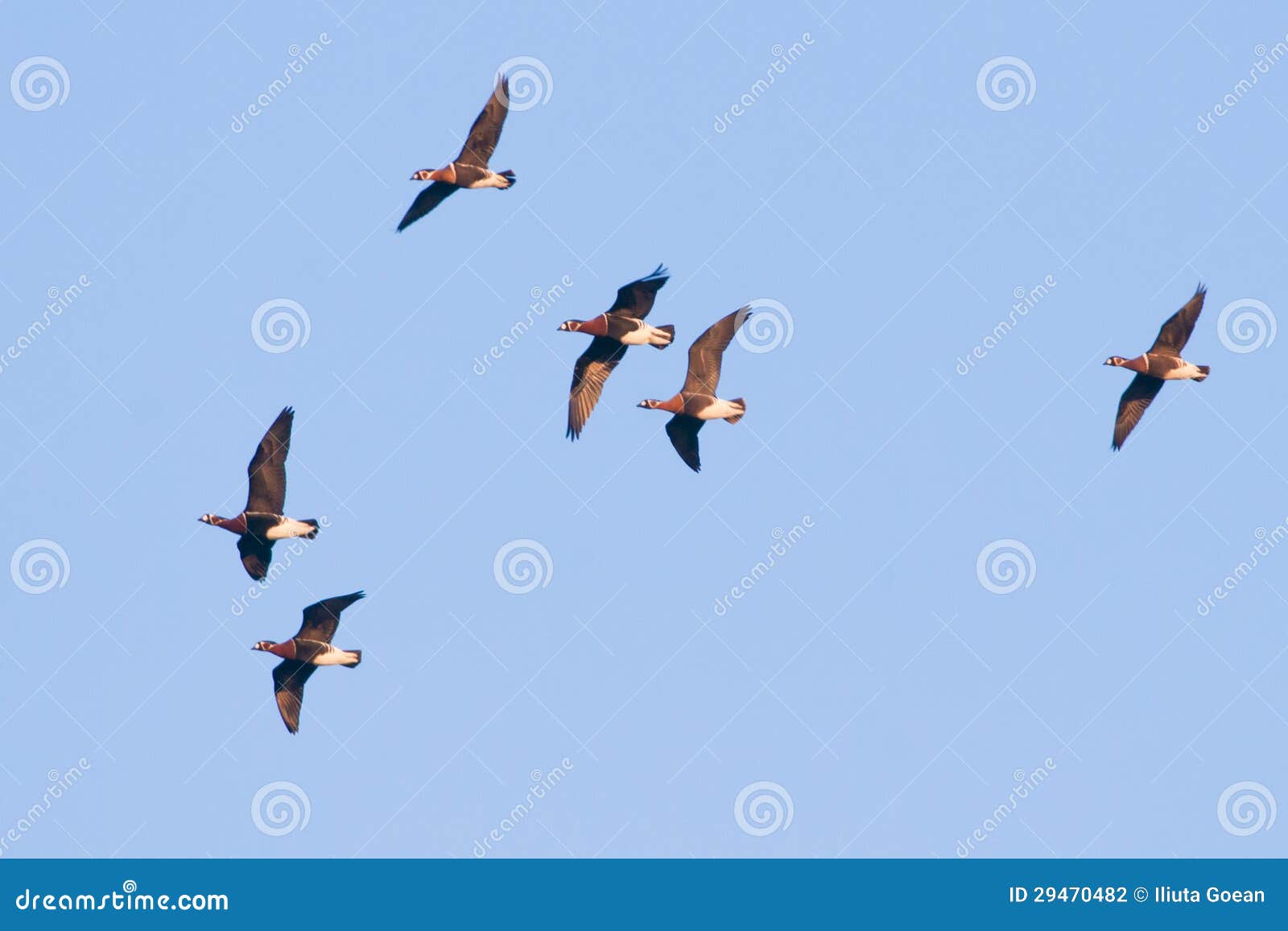 Red Breasted Goose stock photo. Image of endangered, nature - 29470482