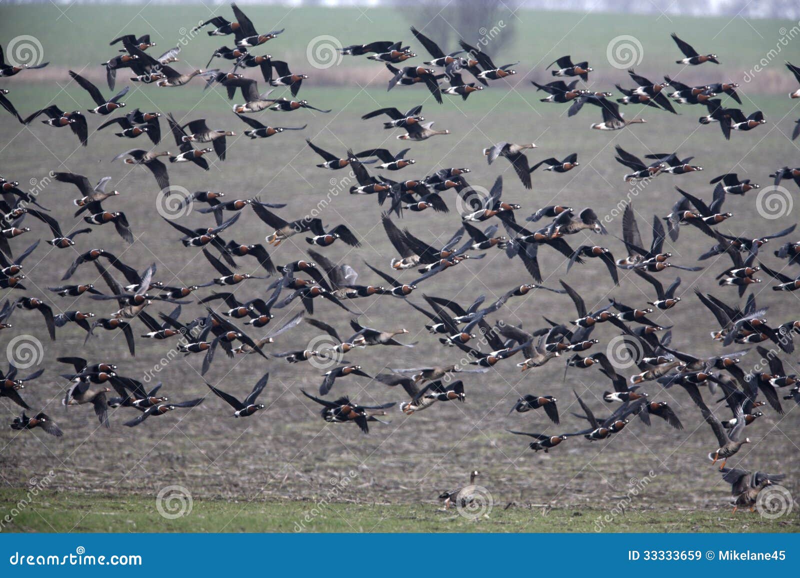 Red-breasted Goose, Branta Ruficollis Stock Image - Image of lake, bird ...