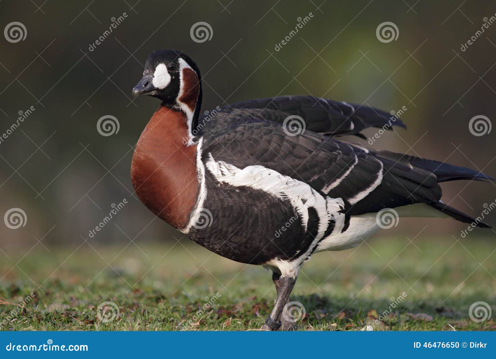 Red-breasted Goose (Branta Ruficollis) Stock Photo - Image of wildlife ...