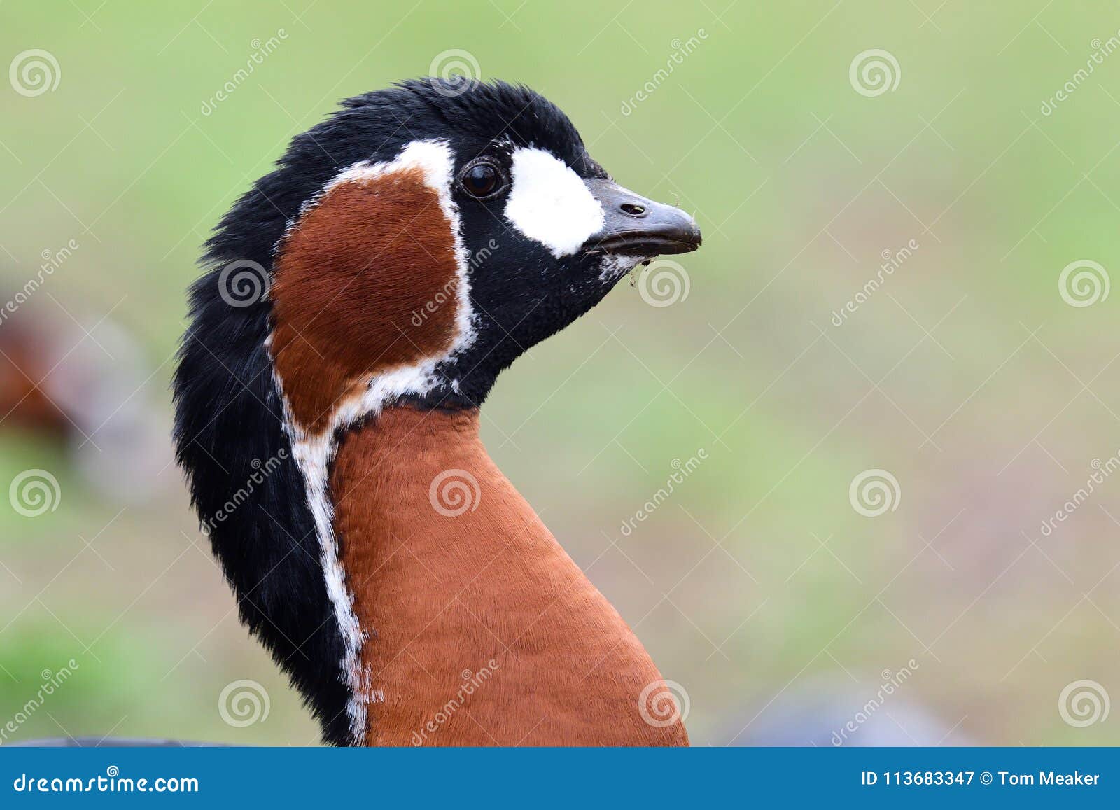 Red breasted goose stock image. Image of outdoors, head - 113683347