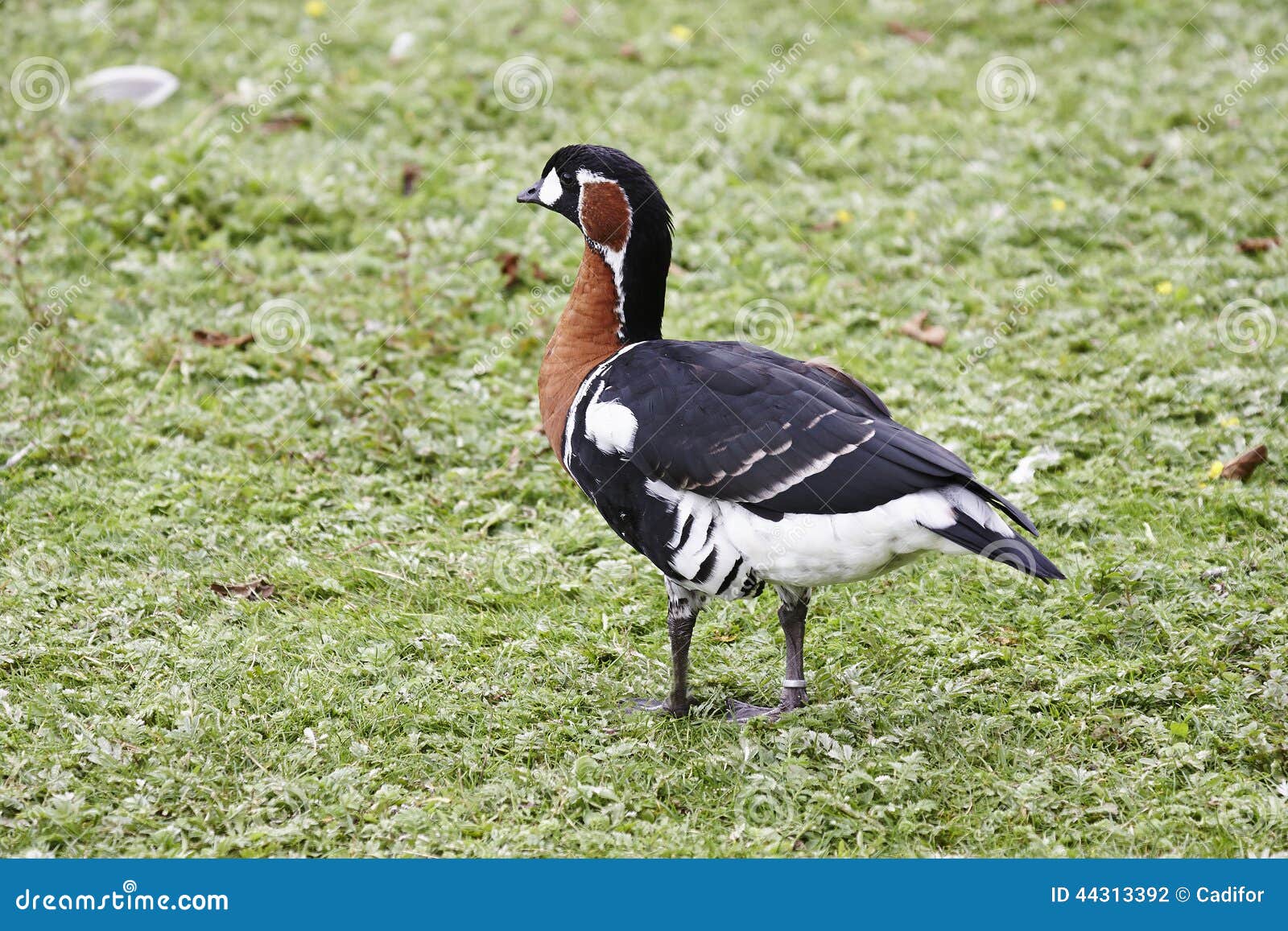 Red-breasted Goose. stock photo. Image of ruficollis - 44313392