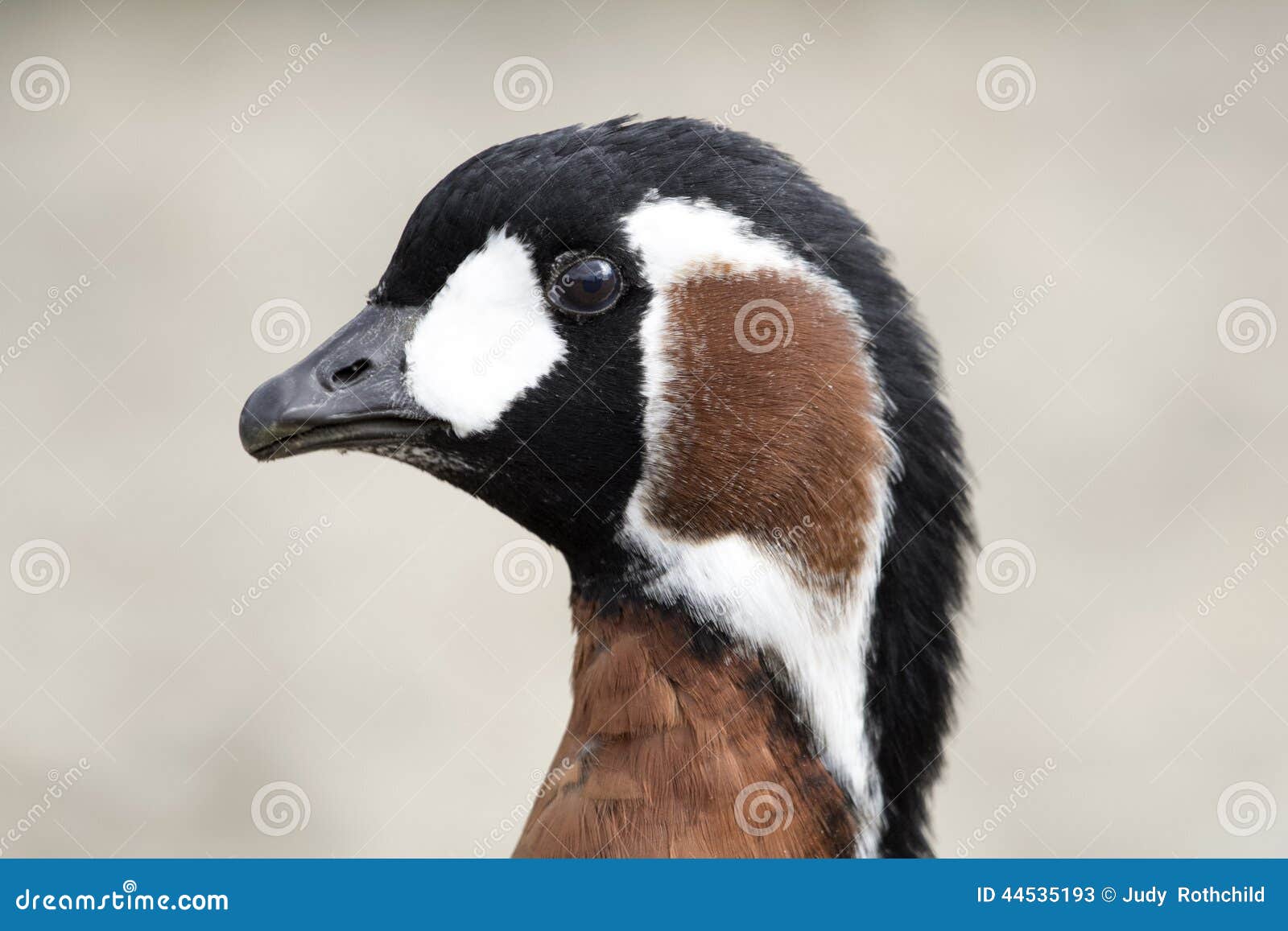 Red-Breasted Goose stock image. Image of fowl, single - 44535193