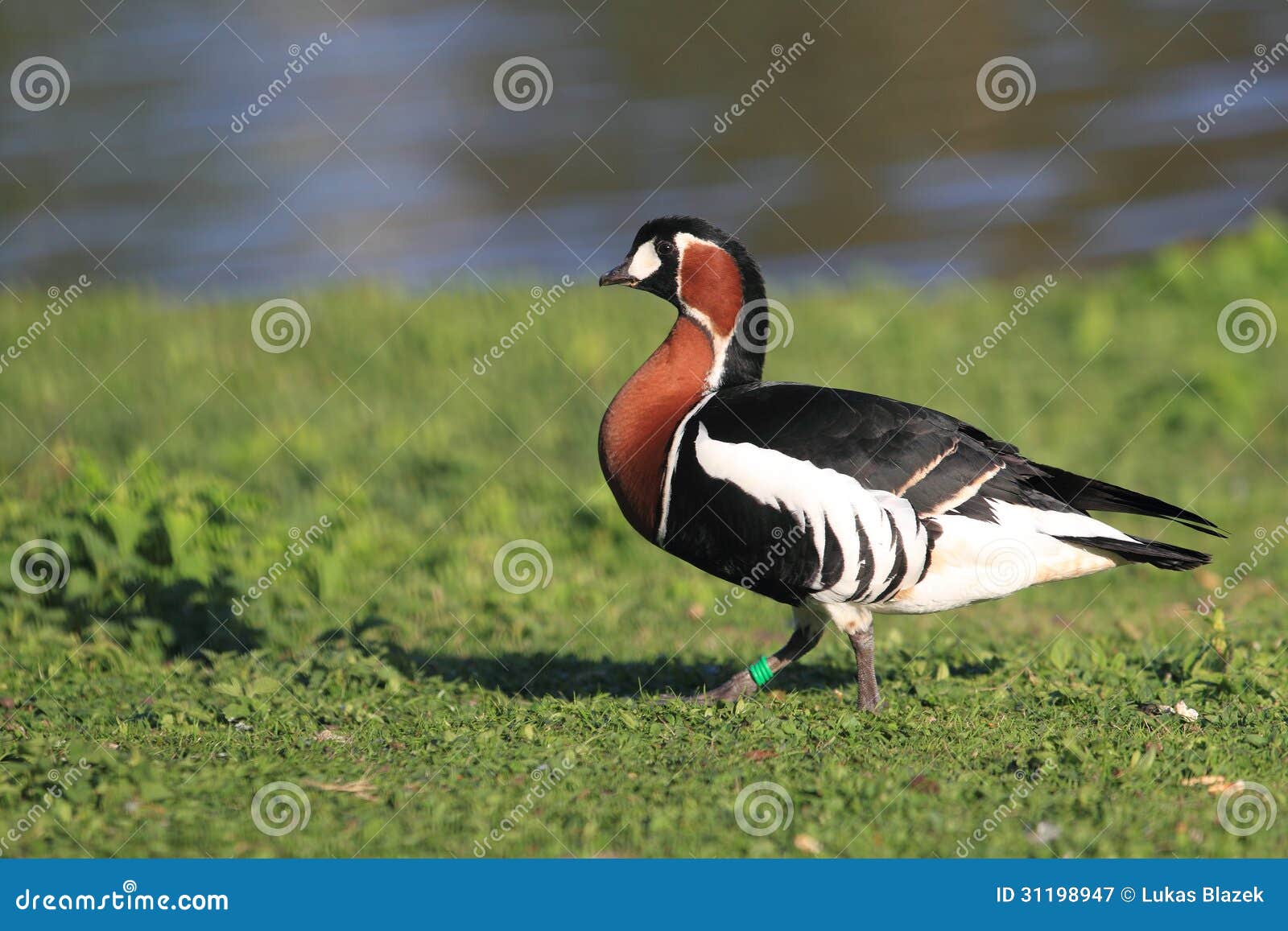 Red-breasted goose stock image. Image of water, breasted - 31198947