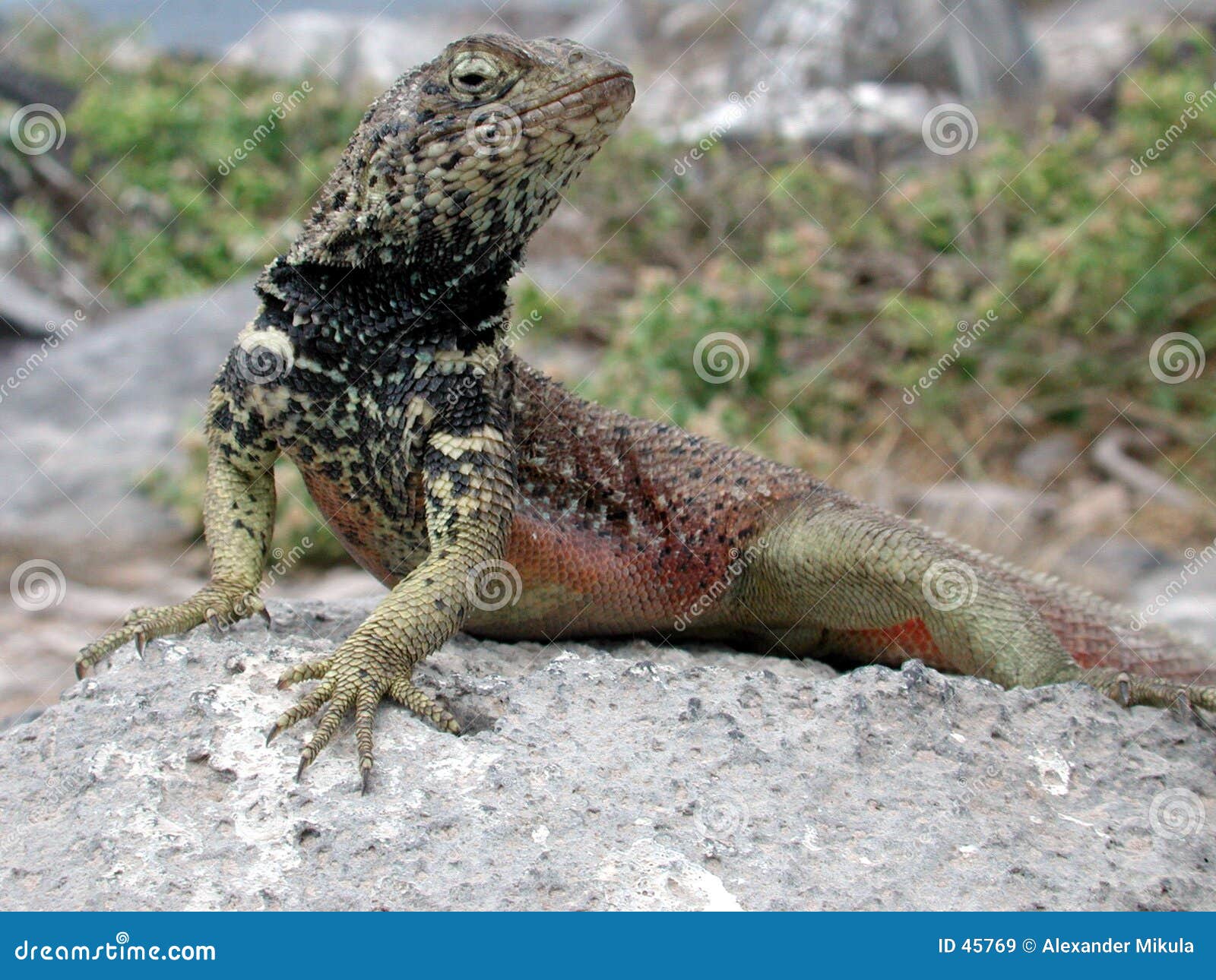 Red breasted lizard stock image. Image of galapagos, quick - 45769