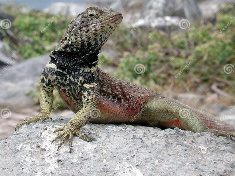 Red breasted lizard stock image. Image of galapagos, quick - 45769