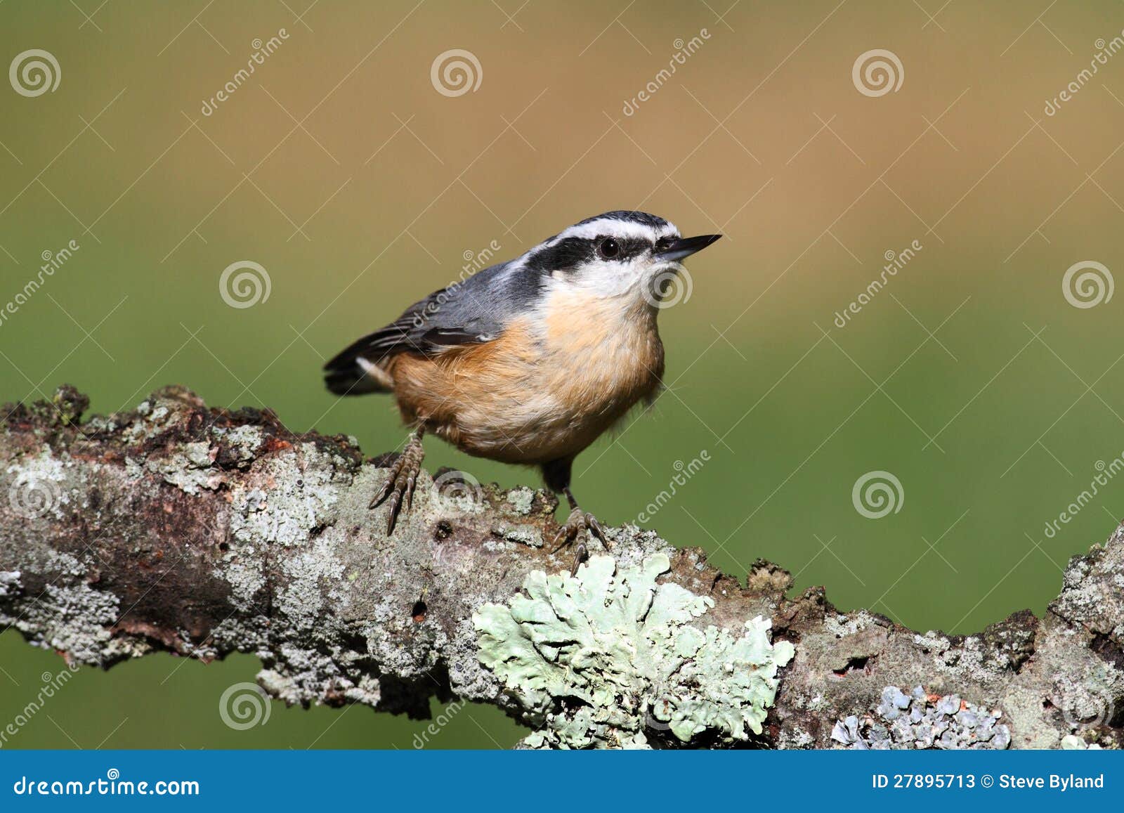 Red-breasted Nuthatch on a Branch Stock Image - Image of nuthatch ...