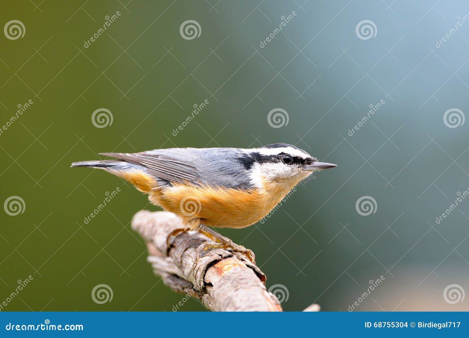 Red-breasted Nuthatch Perched on a Branch Stock Photo - Image of ...
