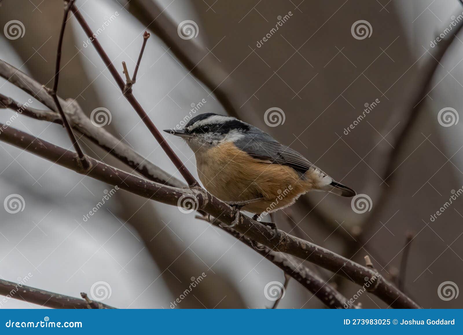 Red-breasted Nuthatch on Tree Branch Stock Image - Image of feather ...