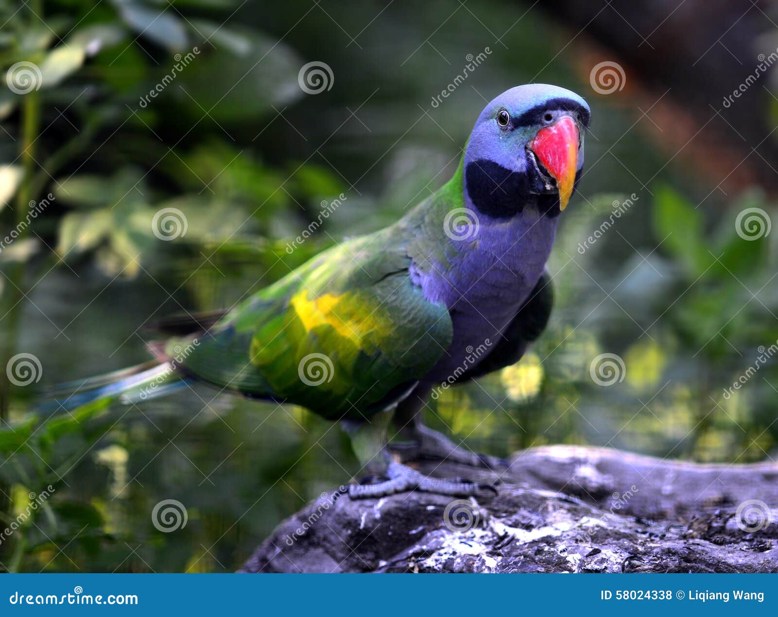 Red-breasted Parakeet stock photo. Image of flowers, food - 58024338