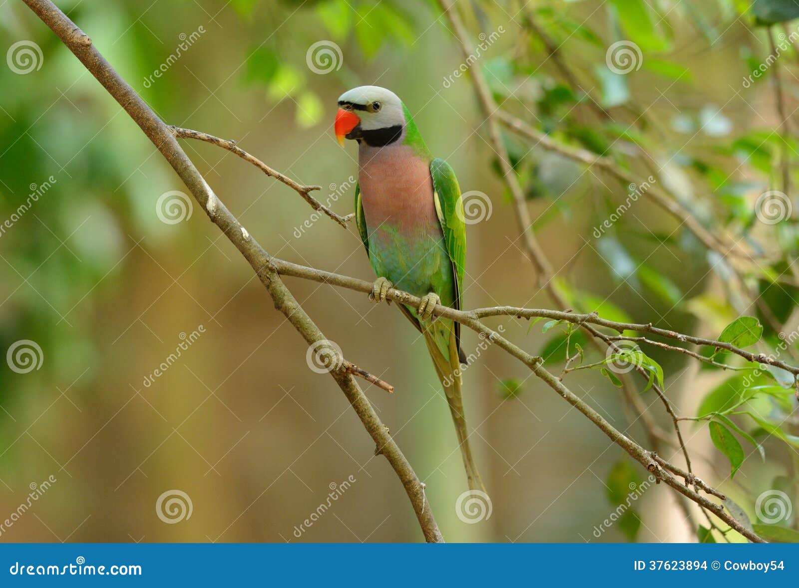 Red-breasted Parakeet (Psittacula Alexandri) Stock Photo - Image of ...