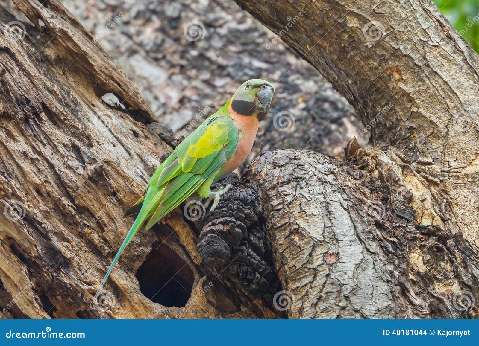 Red-breasted parakeet stock photo. Image of green, birds - 40181044