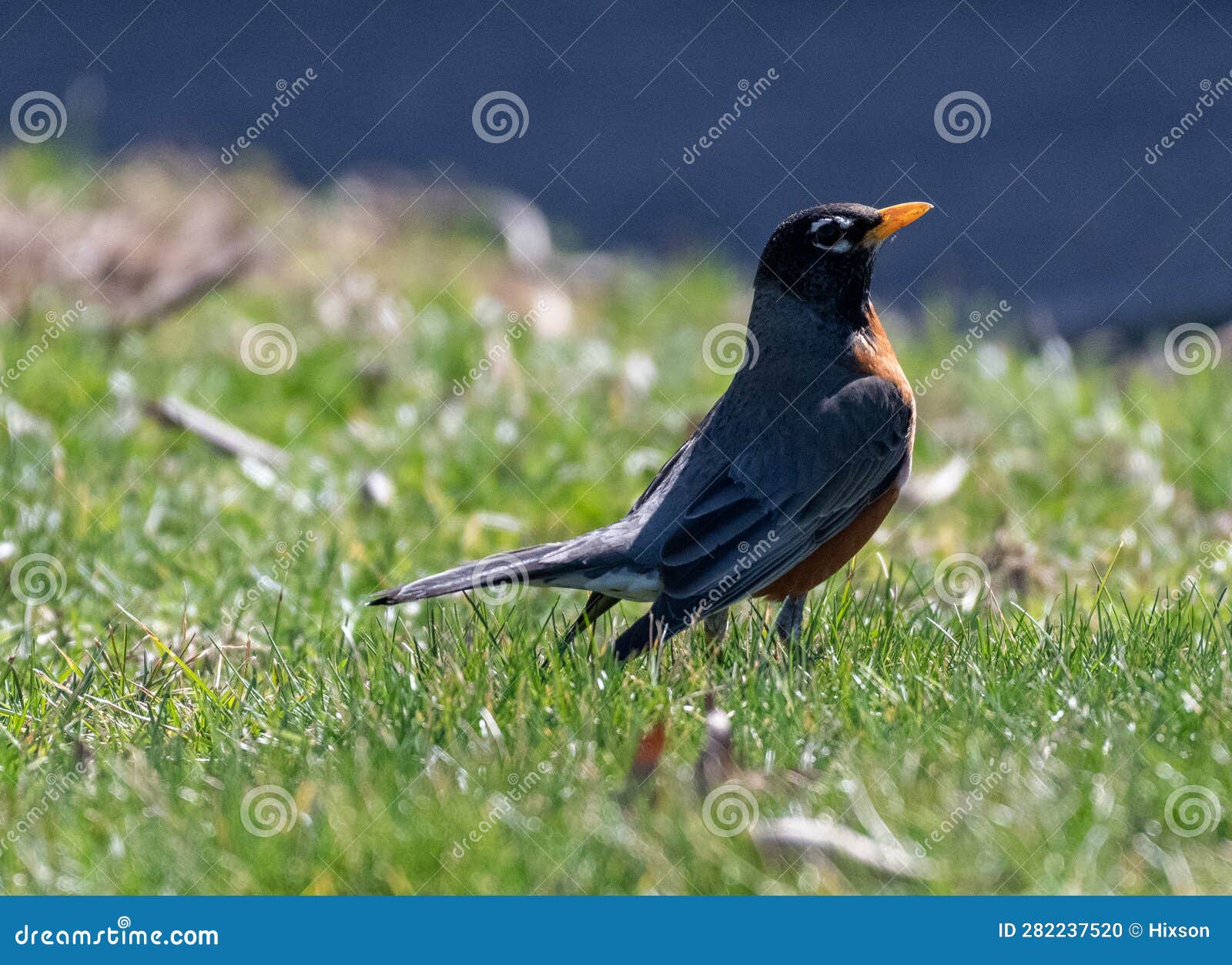 Red Breasted Robin Bird on Green Grass Stock Photo - Image of wildlife ...