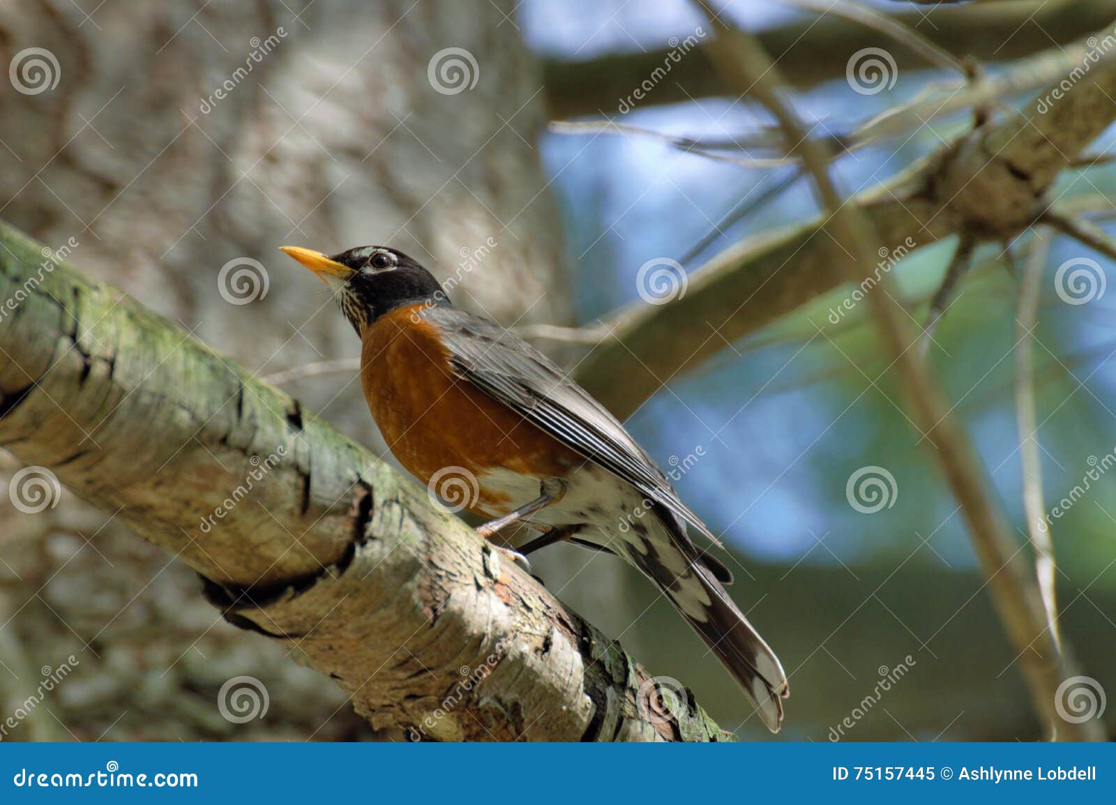 Red Breasted Robin stock image. Image of outdoors, animal - 75157445