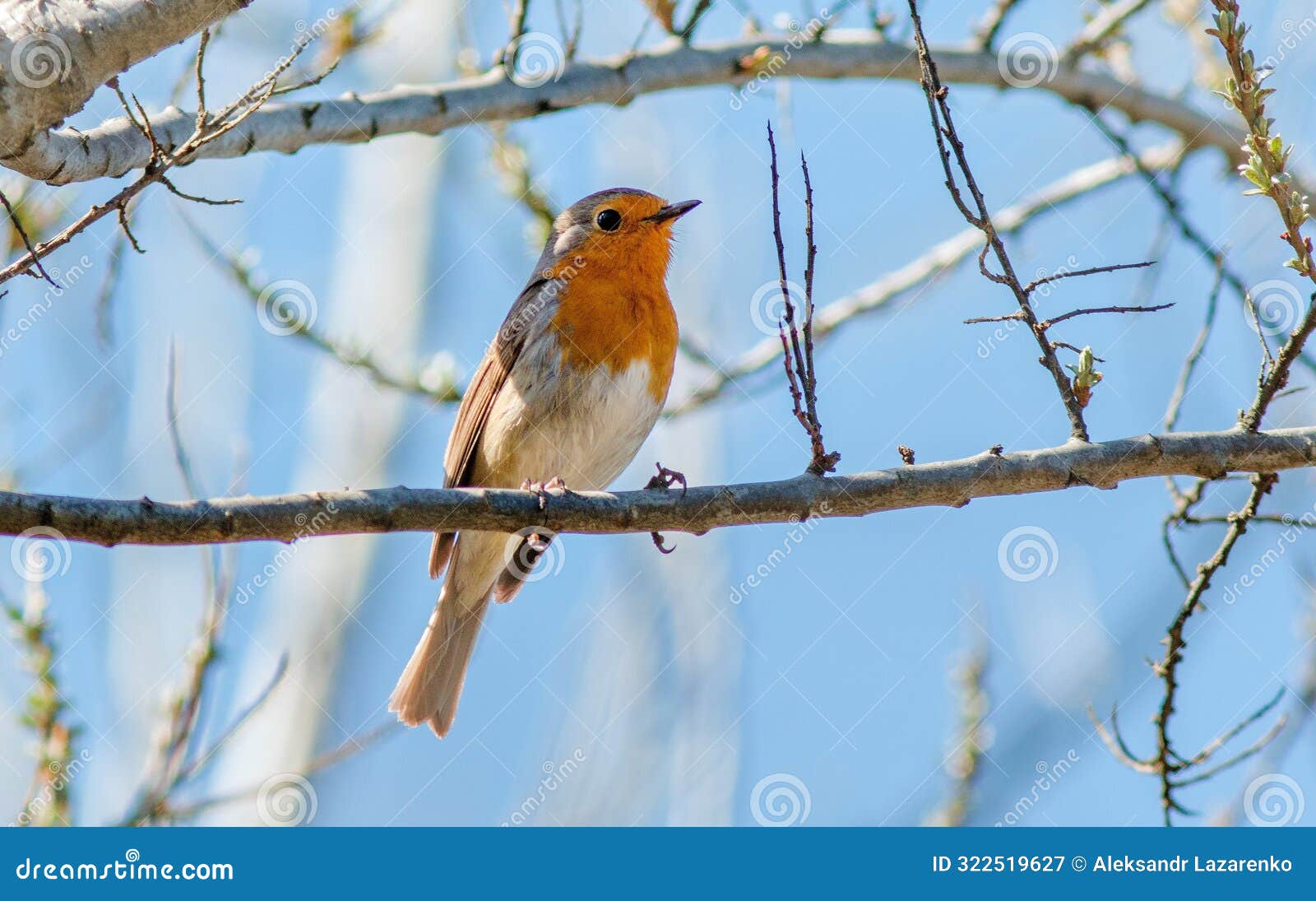 Red-breasted Robin Sitting on a Tree Branch Stock Image - Image of ...