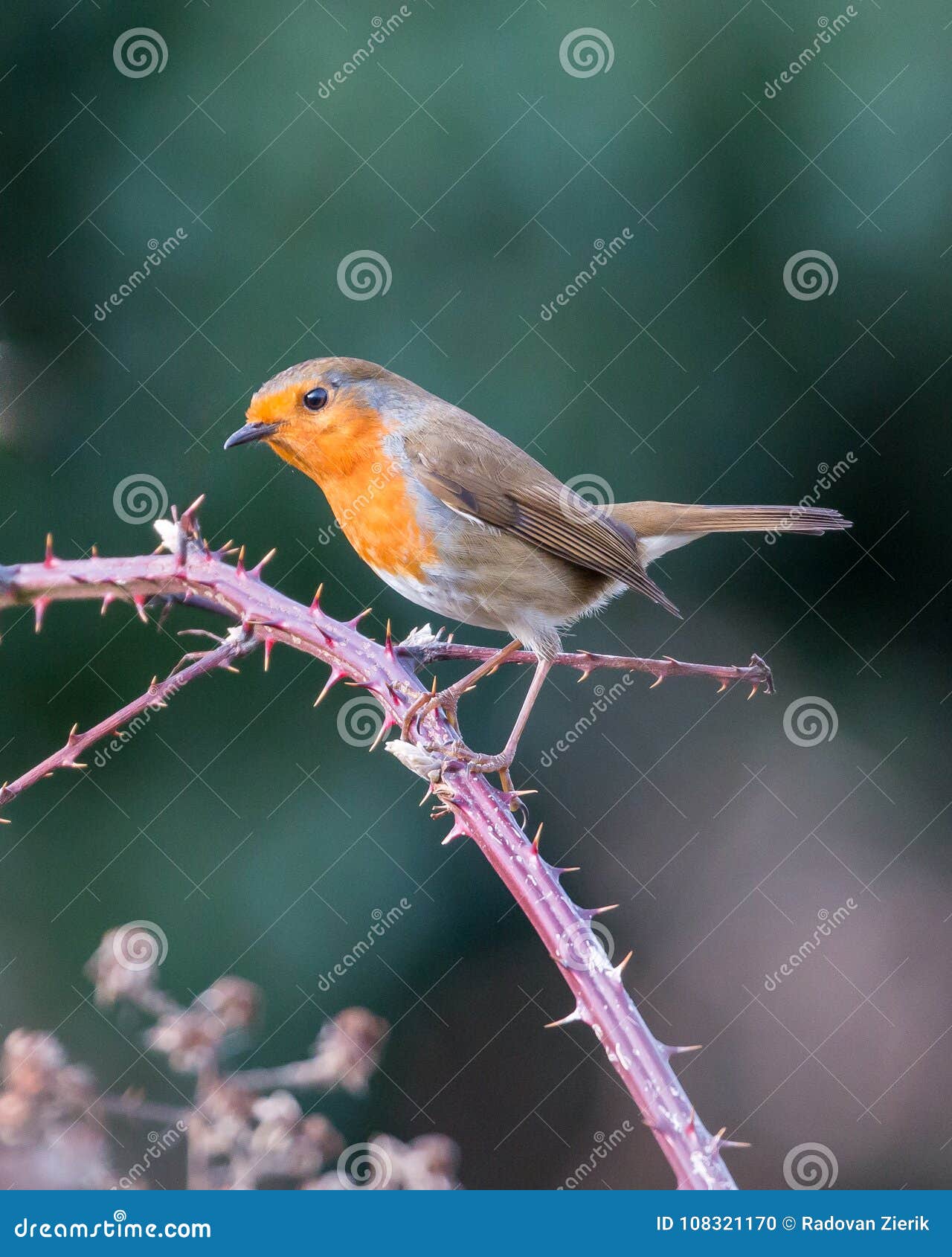 Red Breasted Robin Standing Sideways Stock Photo - Image of standing ...