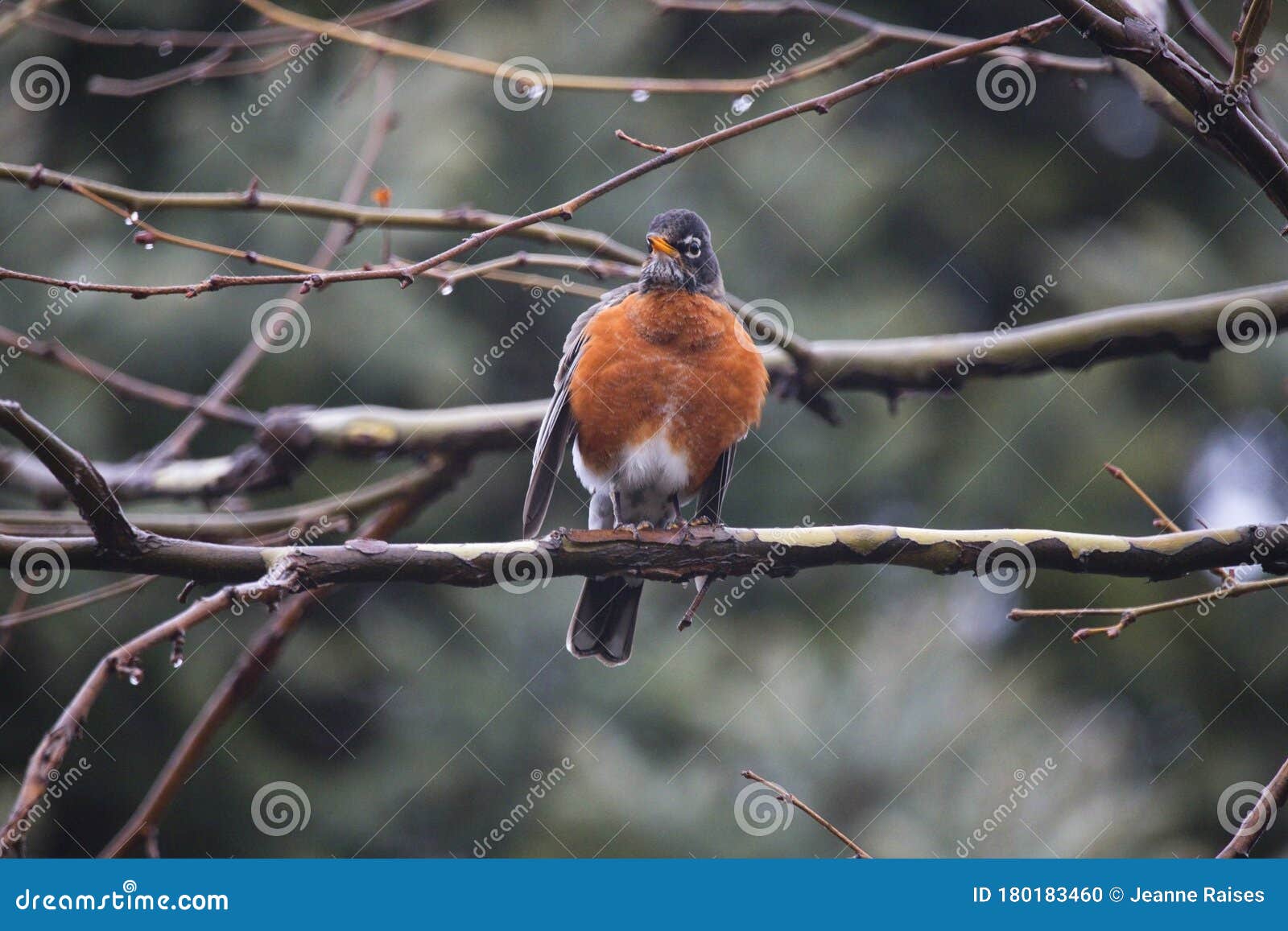 Rain Robin Royalty-Free Stock Image | CartoonDealer.com #73690228