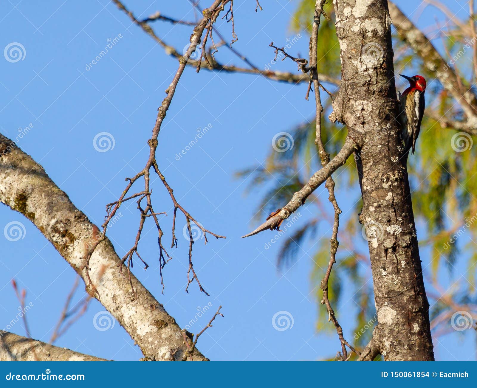 Red Breasted Sapsucker Sphyrapicus Ruber Stock Photo - Image of bird ...