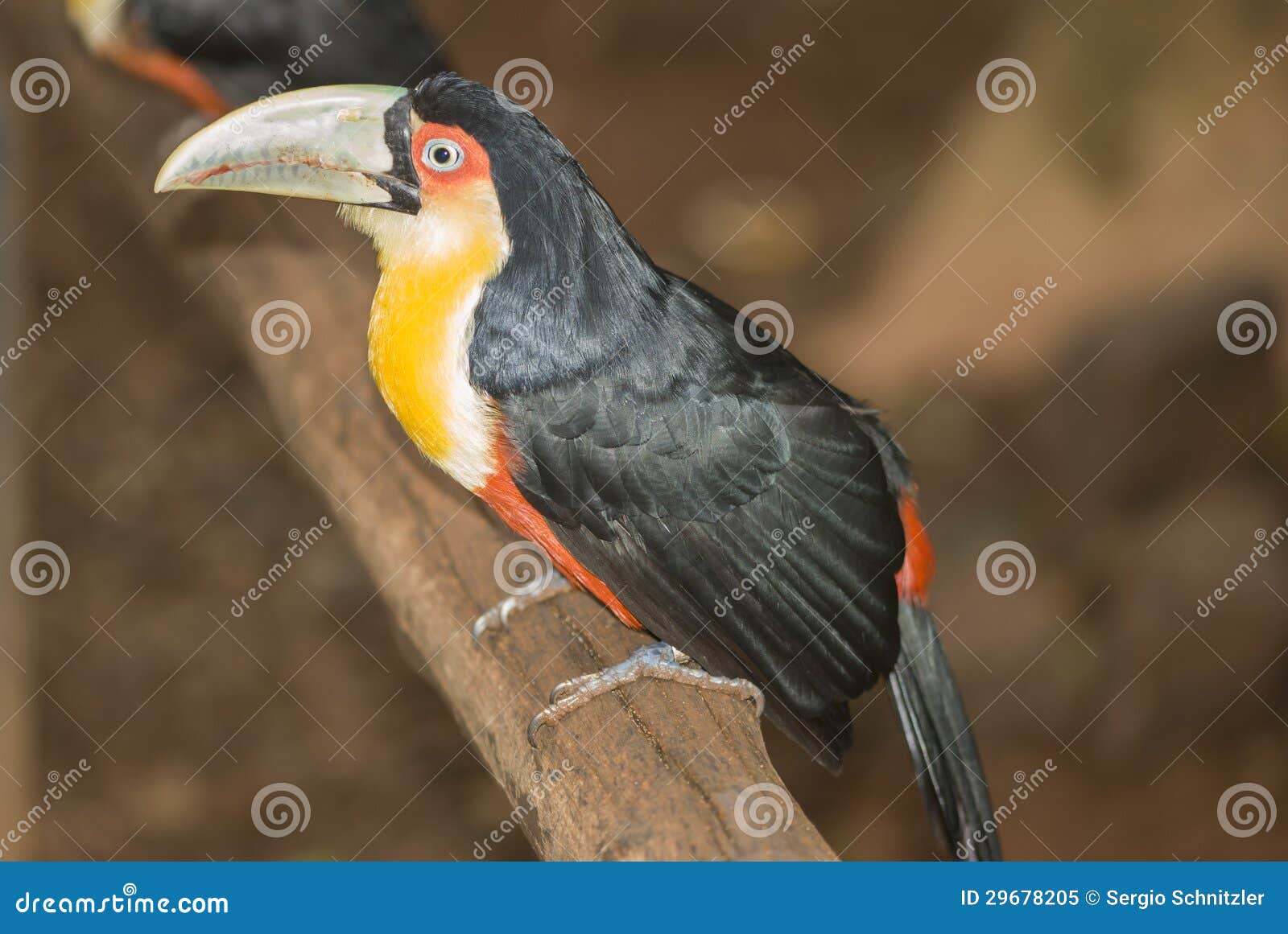 Red-breasted Toucan stock image. Image of bicolor, latin - 29678205