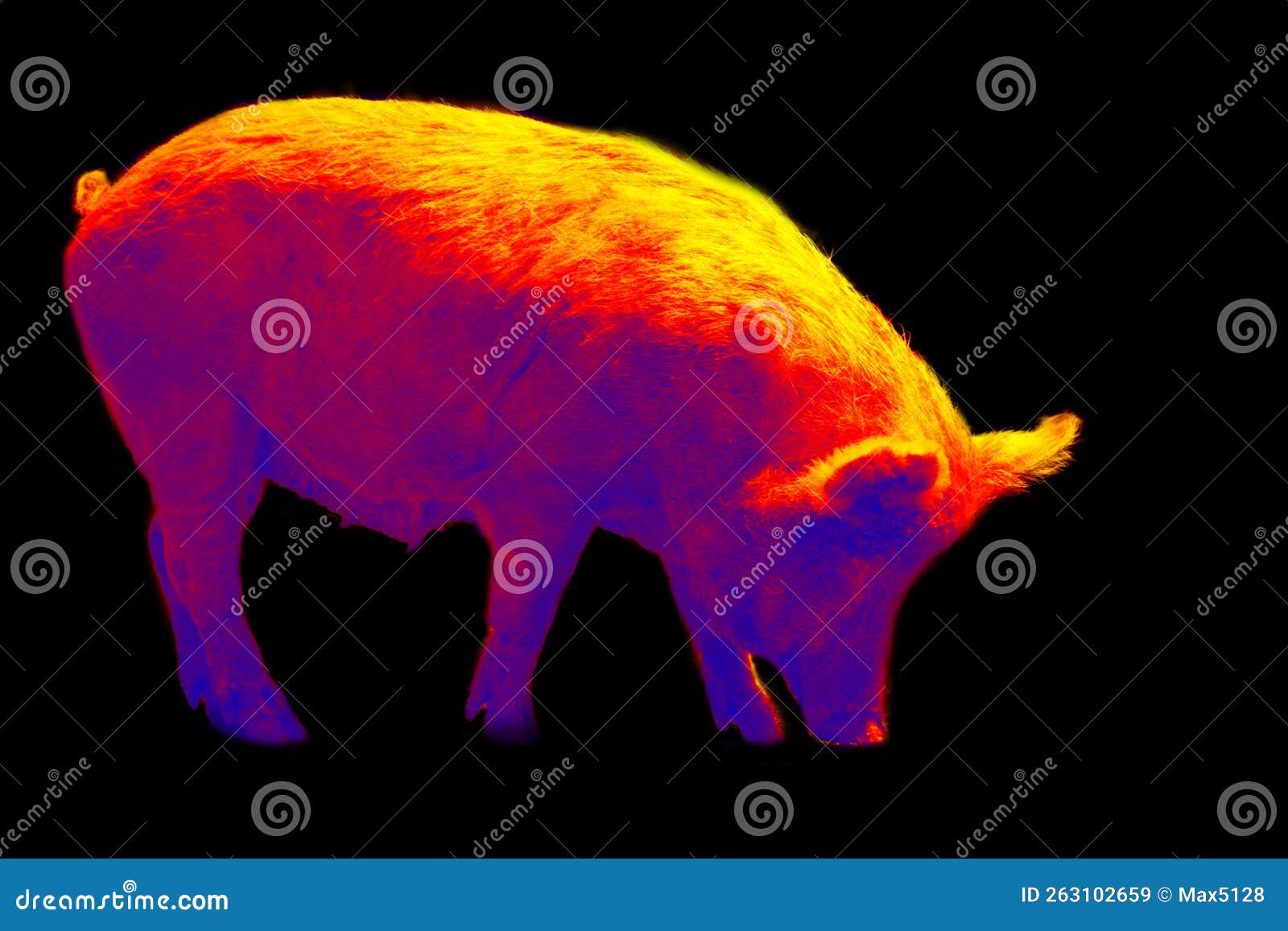 The red breeding pig, sow stock image. Image of court - 263102659