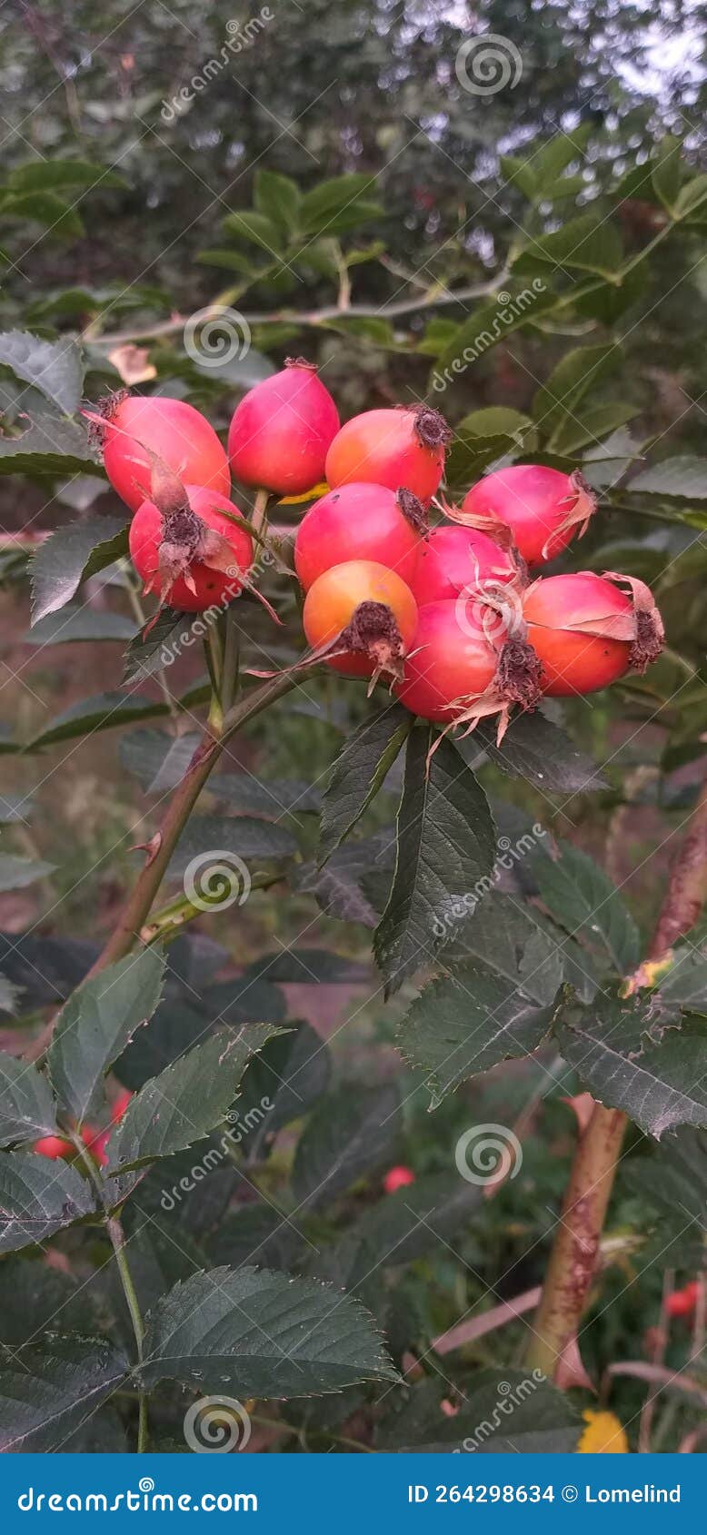 Red Briar Fruit on a Branch with Green Leaves Stock Photo - Image of ...