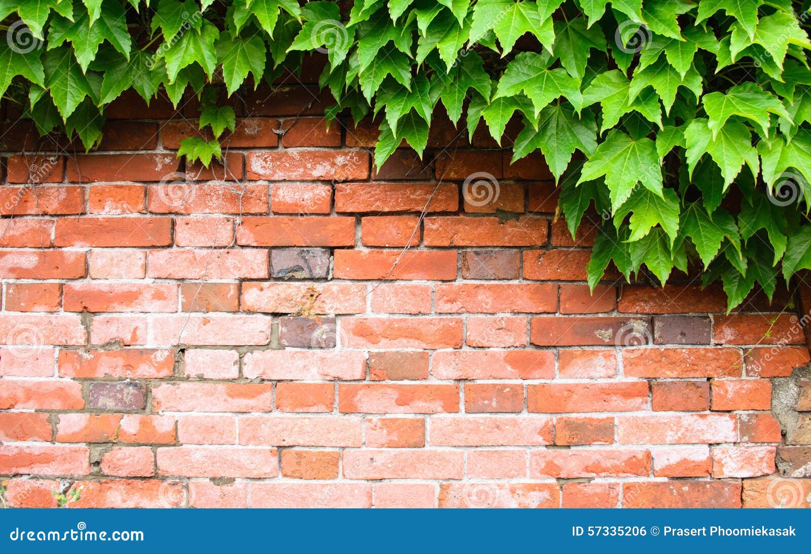 Red Brick and Ivy on Wall Background Stock Photo - Image of travel ...