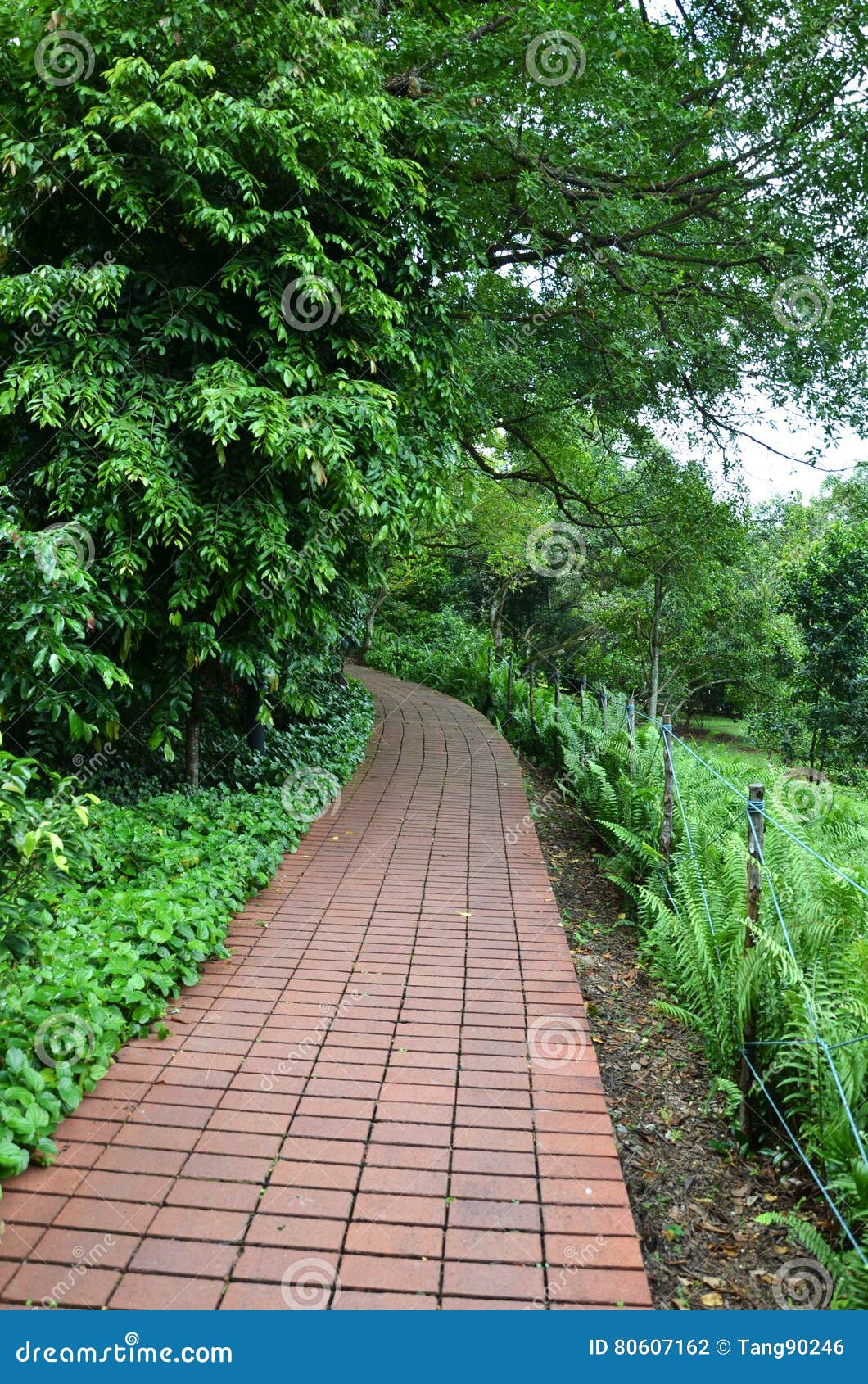 Red Brick Path in Singapore Botanic Garden Stock Photo - Image of ...
