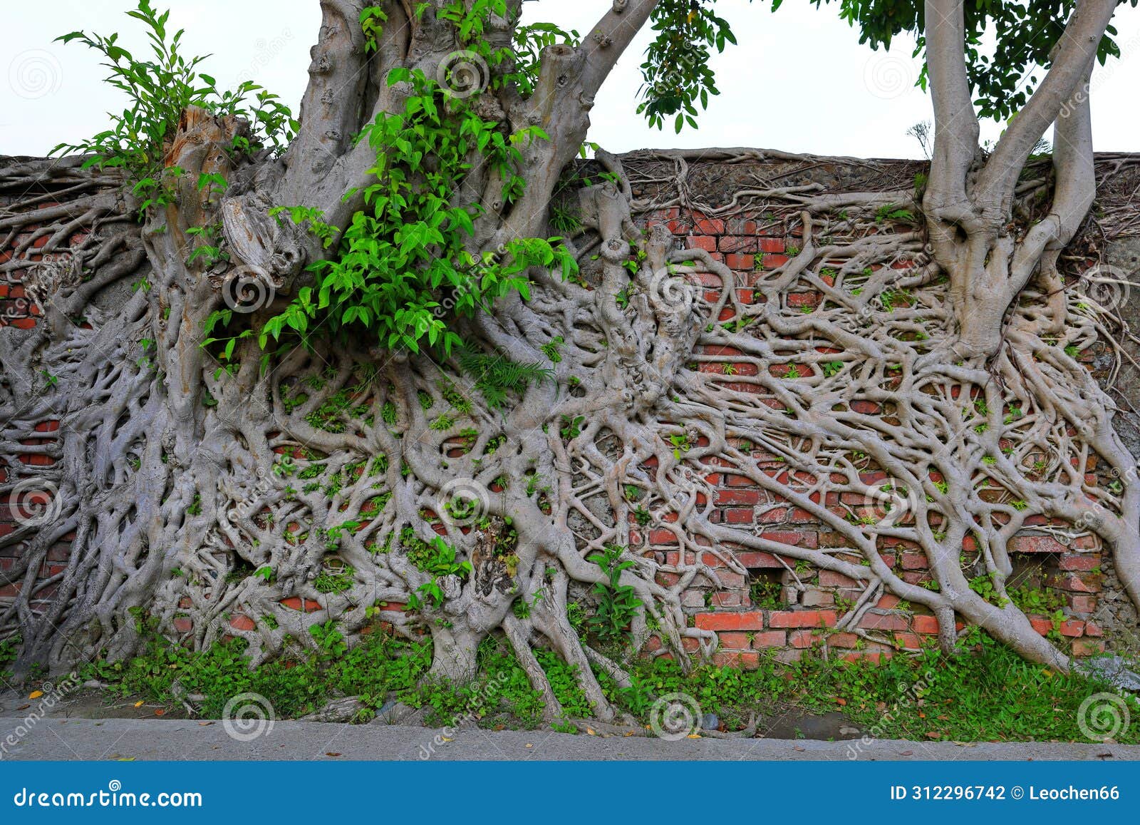 Red Brick Wall with Banyan Tree Roots (Ficus Retusa, Stock Photo ...