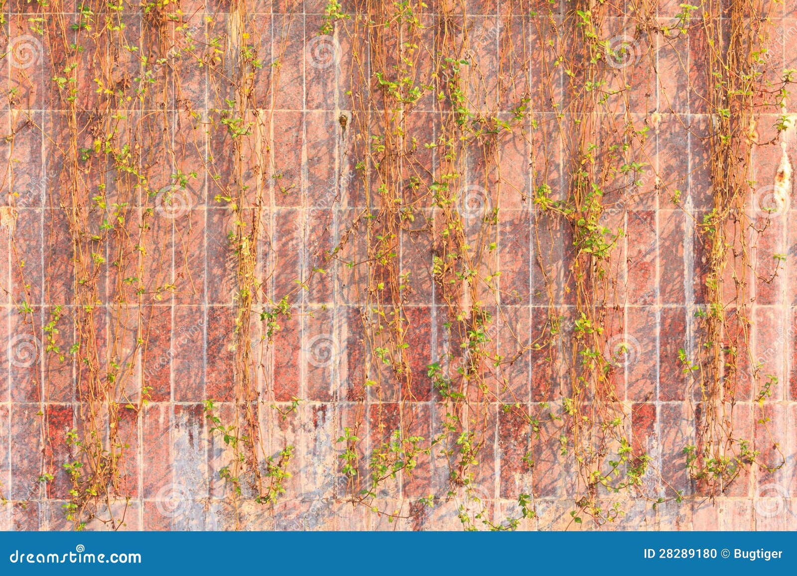 Red Brick Wall with Dead Vines Stock Photo - Image of exterior ...
