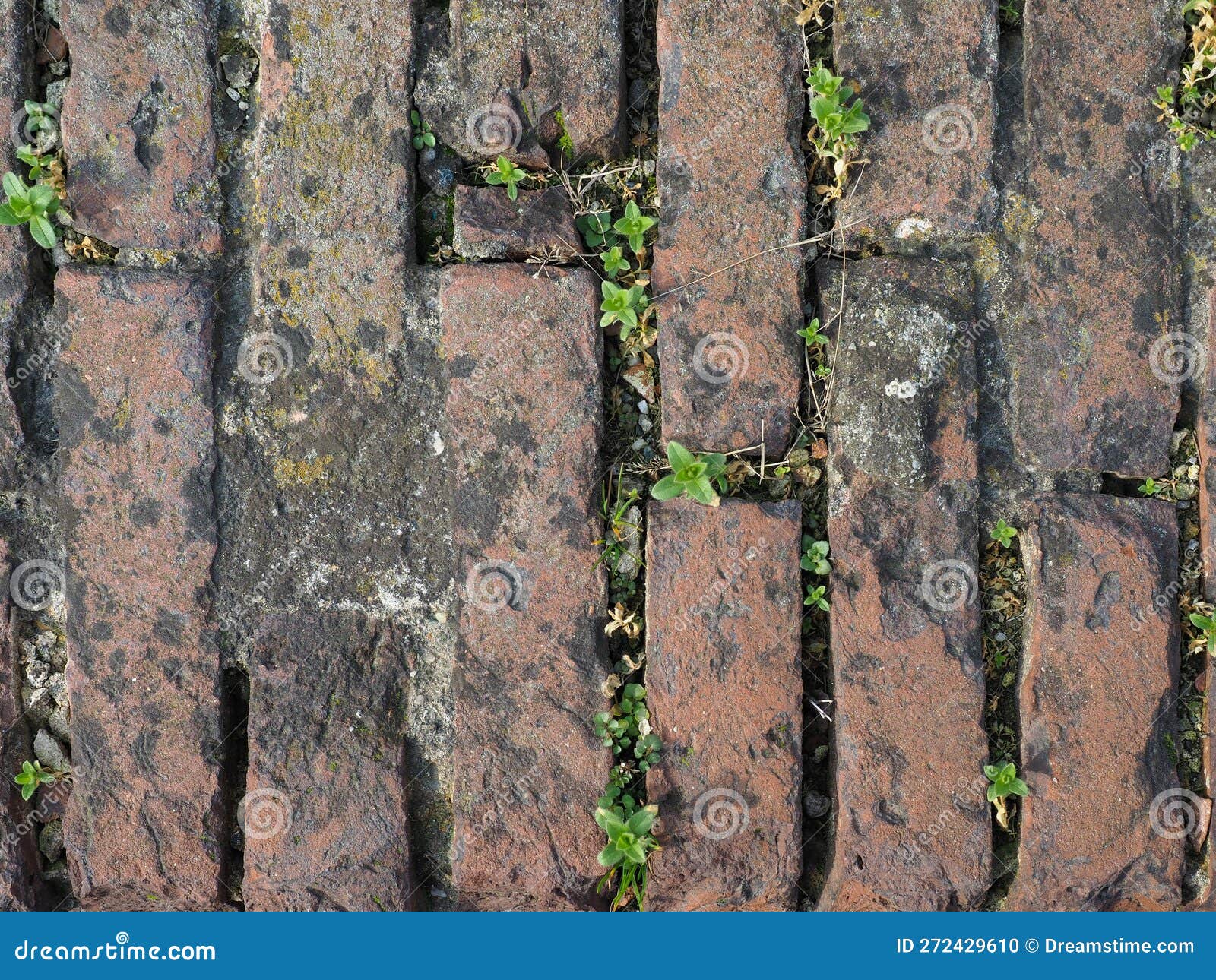 Red Brick Wall with Grass Growing Stock Photo - Image of meadow ...