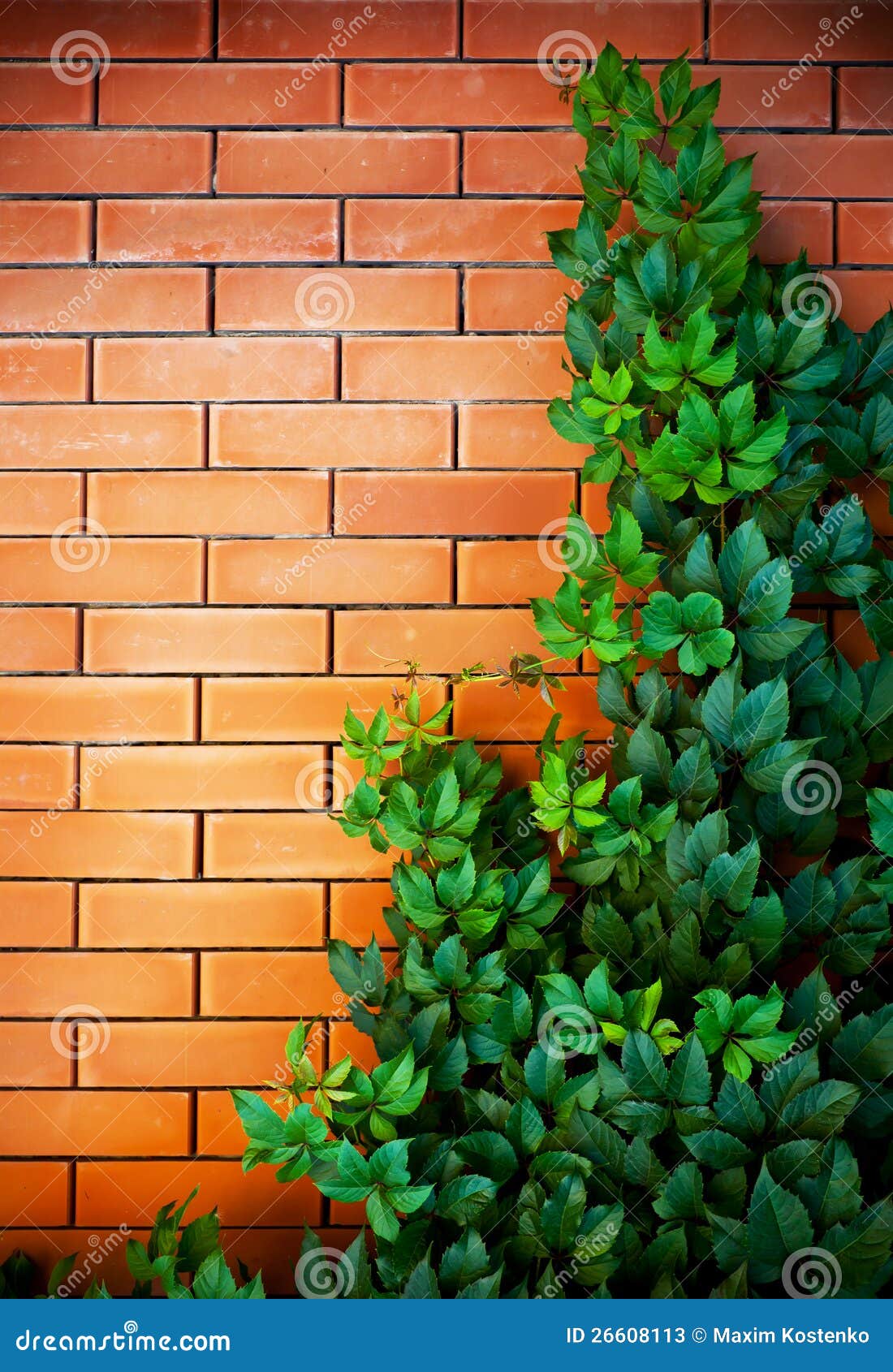 Red Brick Wall with Wild Grapes Hanging on it Stock Image - Image of ...