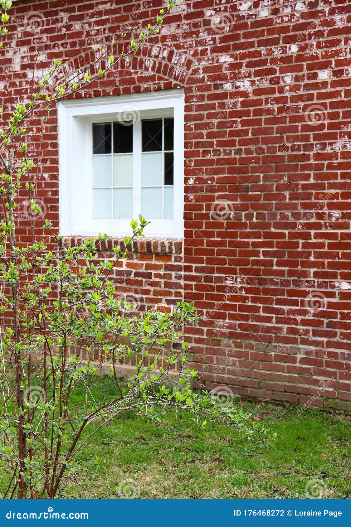 Bricks Red and White, Window, and Spring Greenery Stock Photo - Image ...